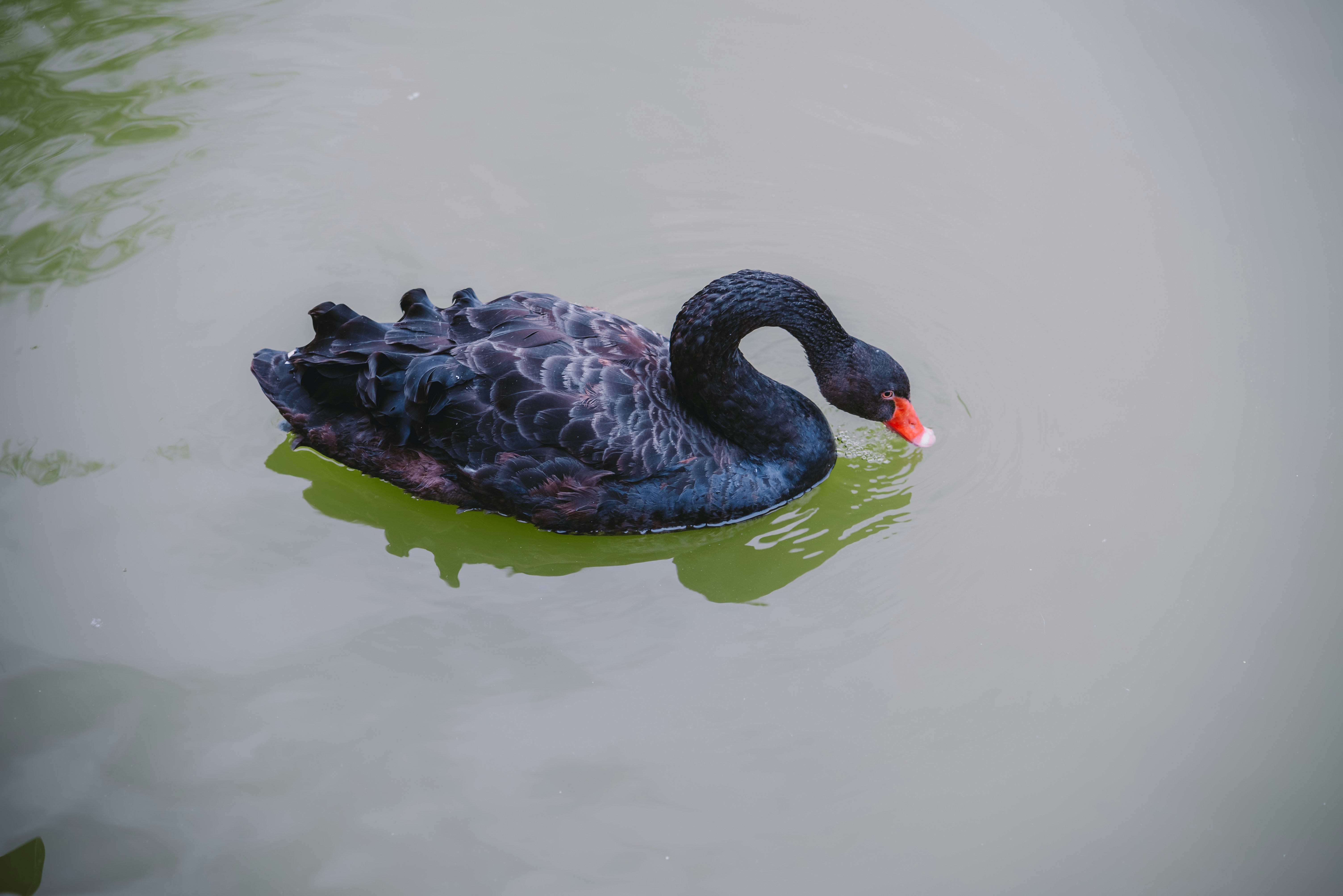 Elegance in Motion: The Black Swan's Serenade