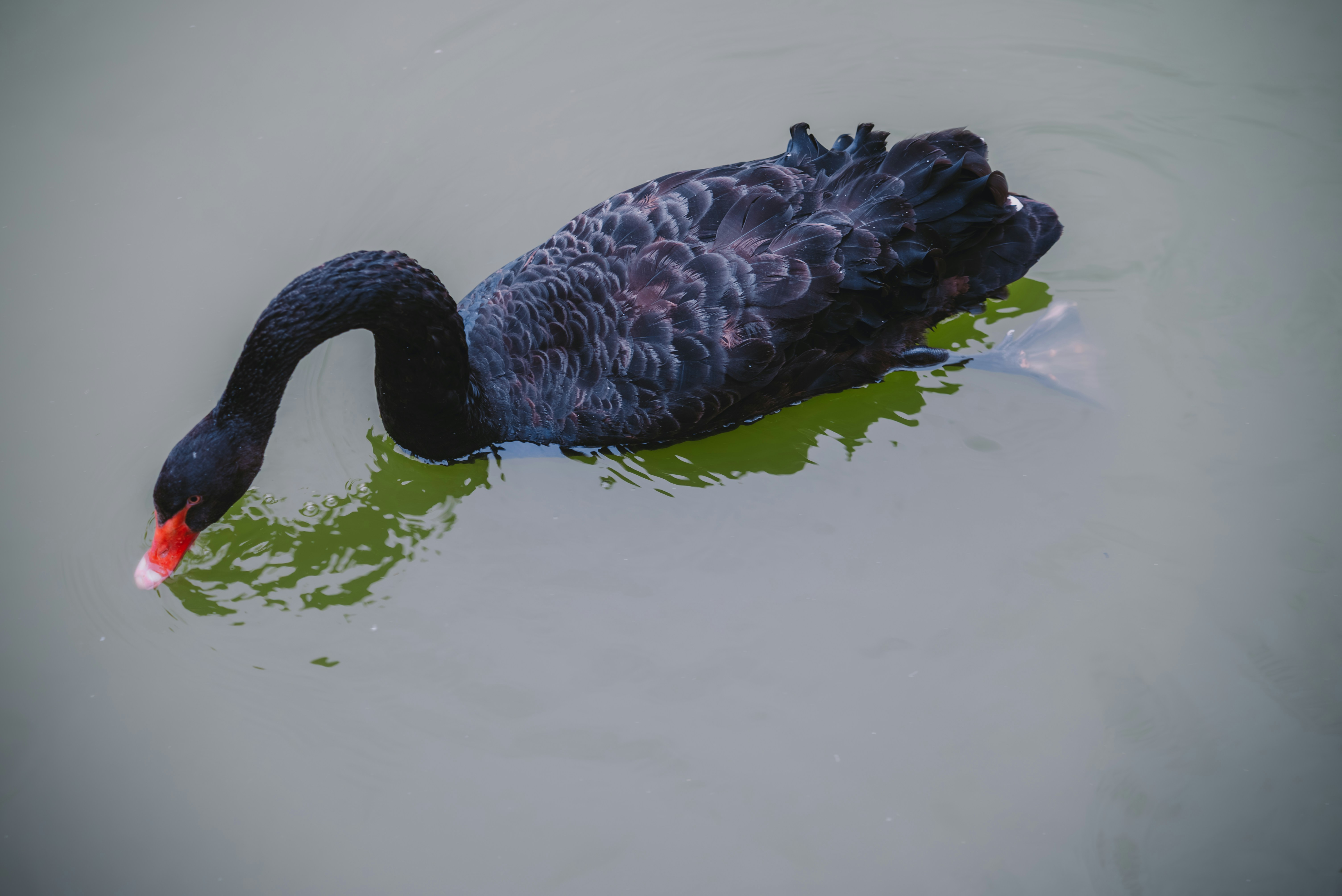 Elegance in Motion: The Black Swan's Serenade