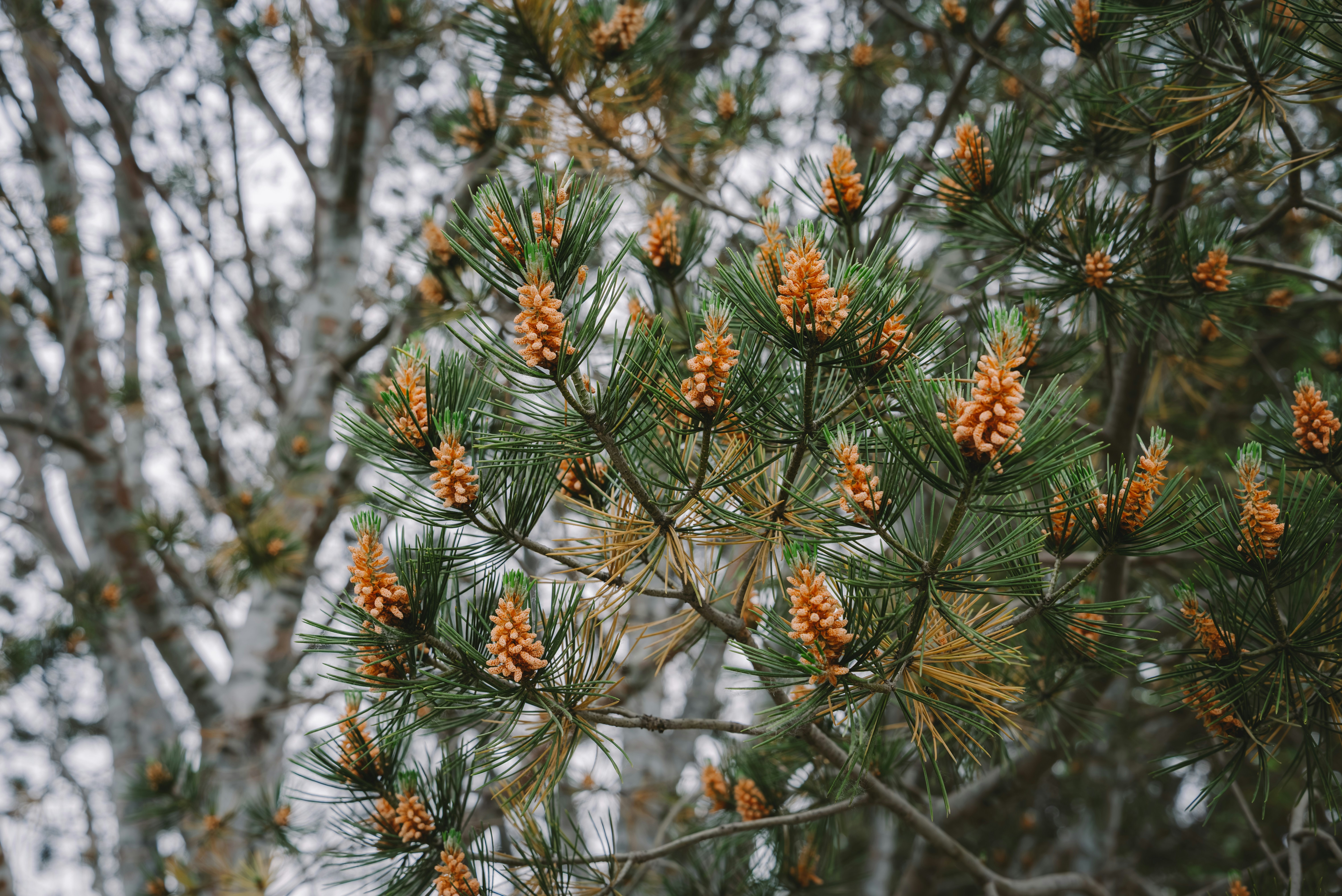 Pine tree branches with lots of pinecones.