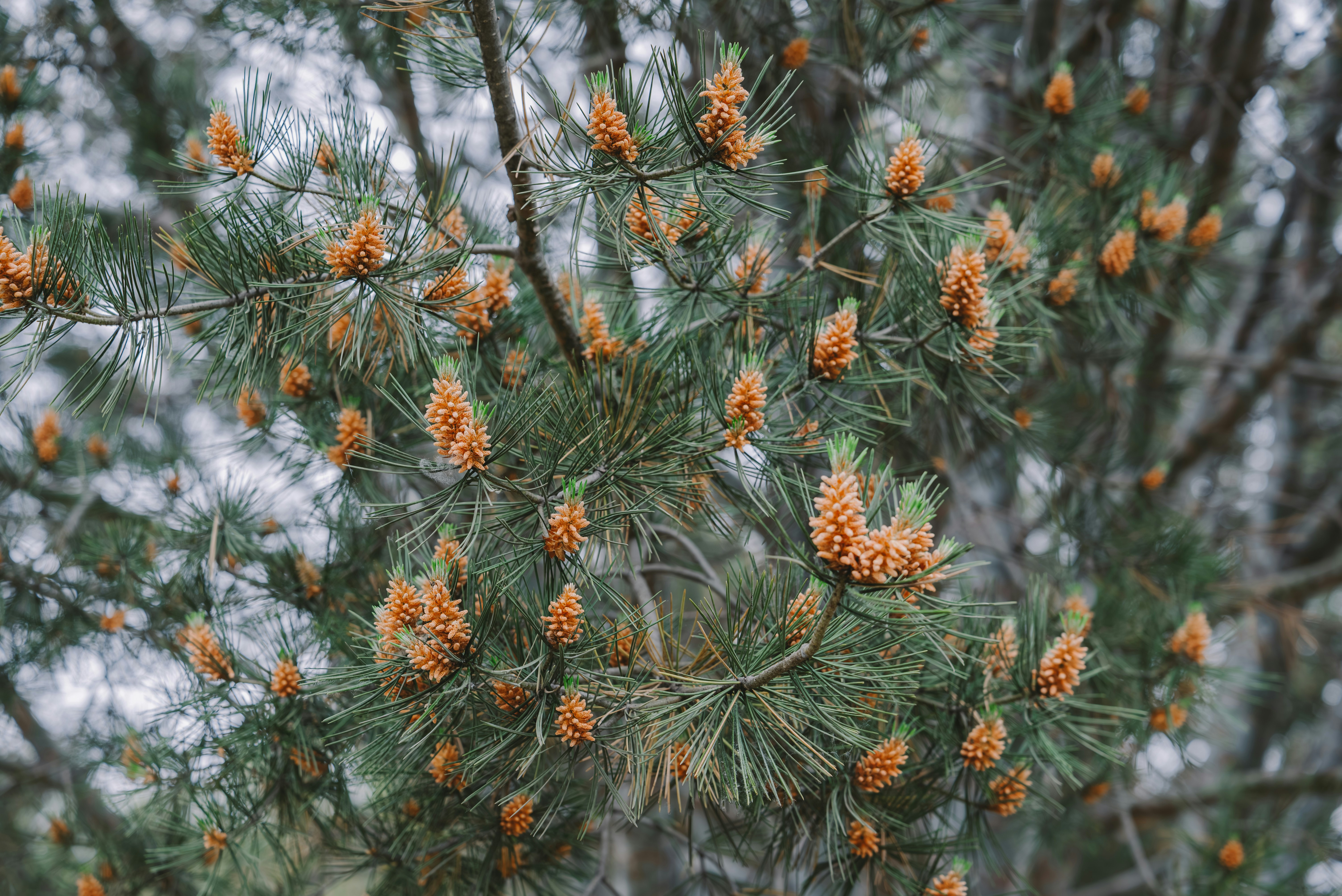 Nature's Intricate Blossoms: A Study in Texture and Color