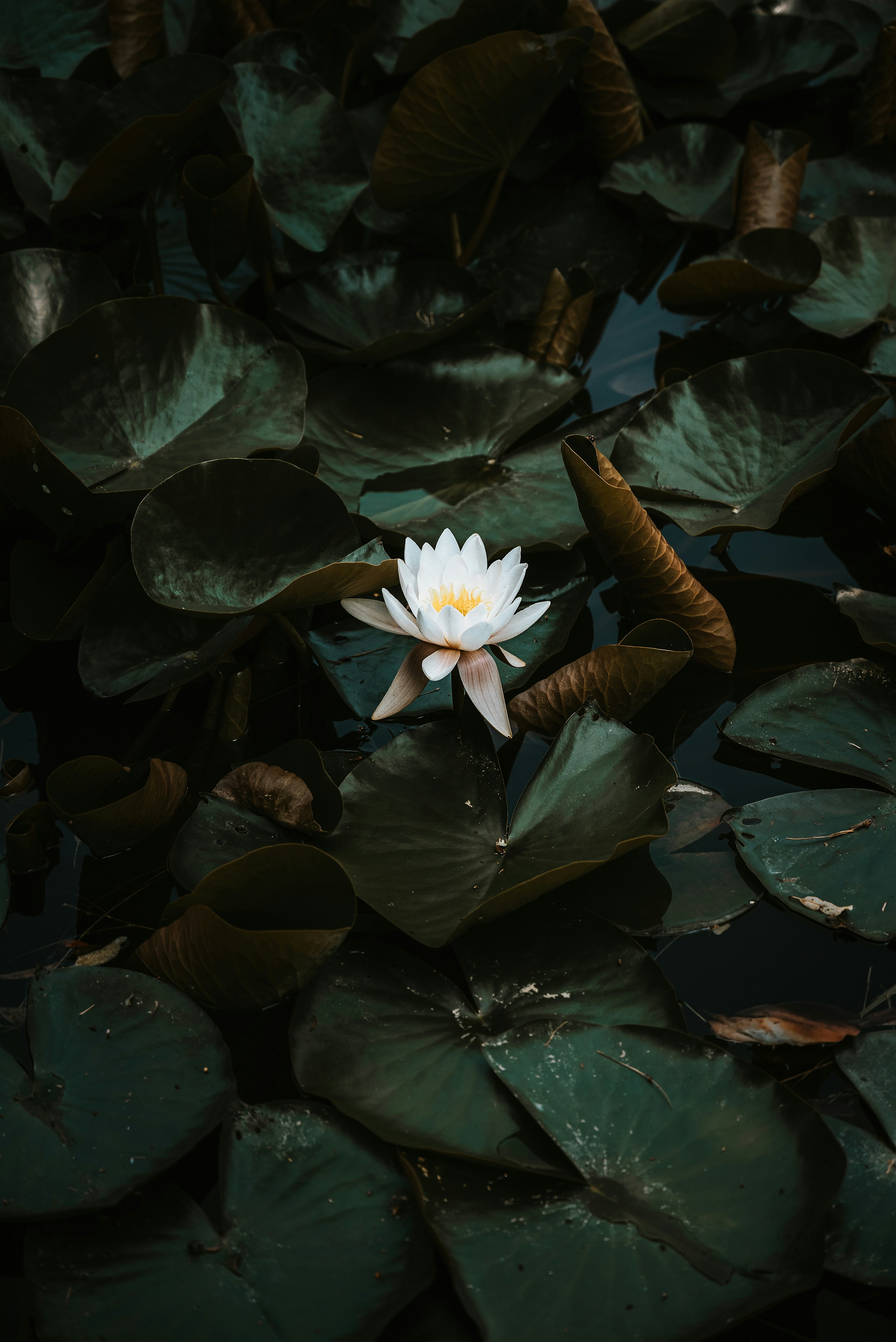 Lone White Water Lily Crowned by Shadowed Pads