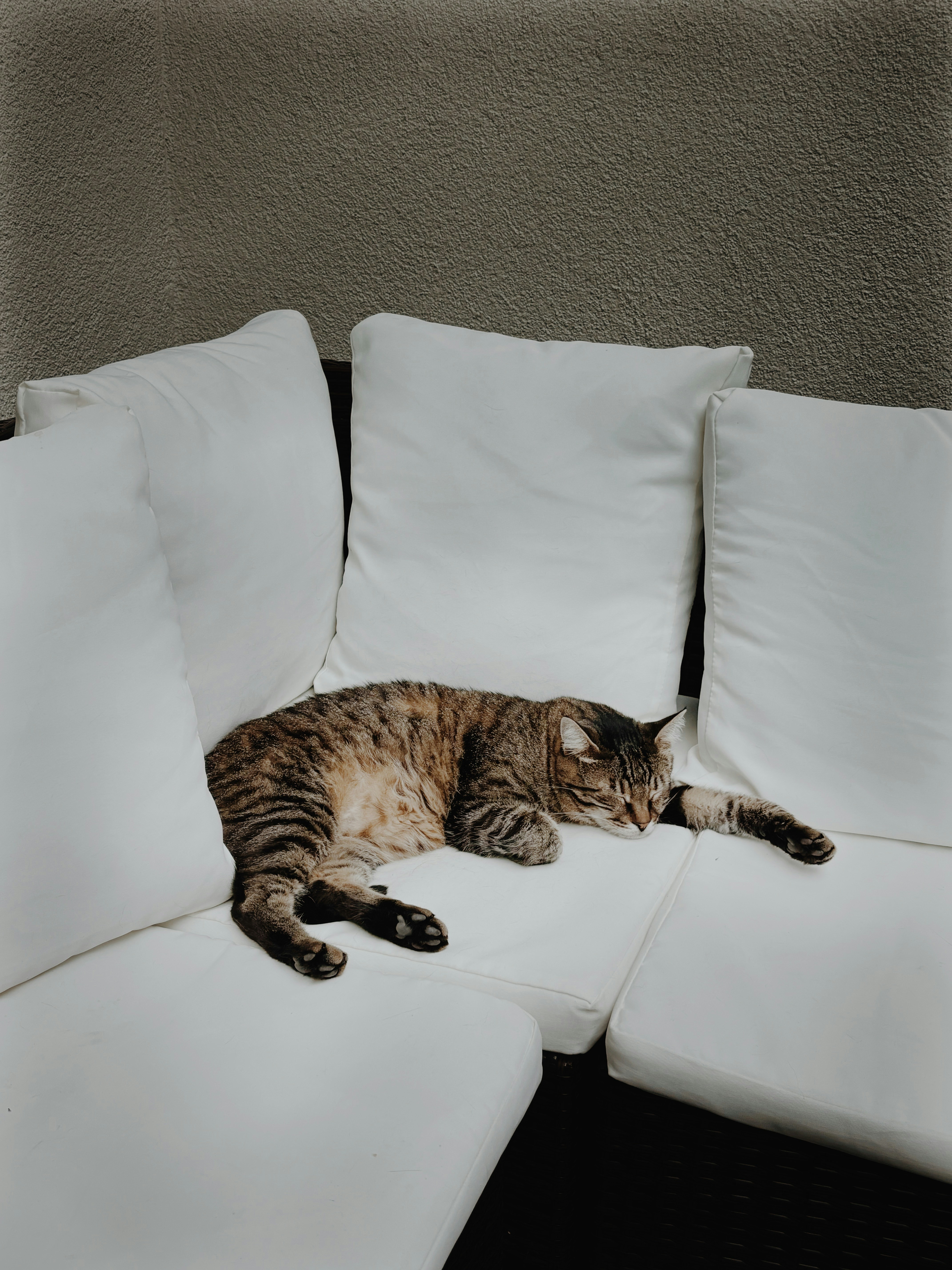 #Cat | A cat is relaxing on the cozy white cushions.