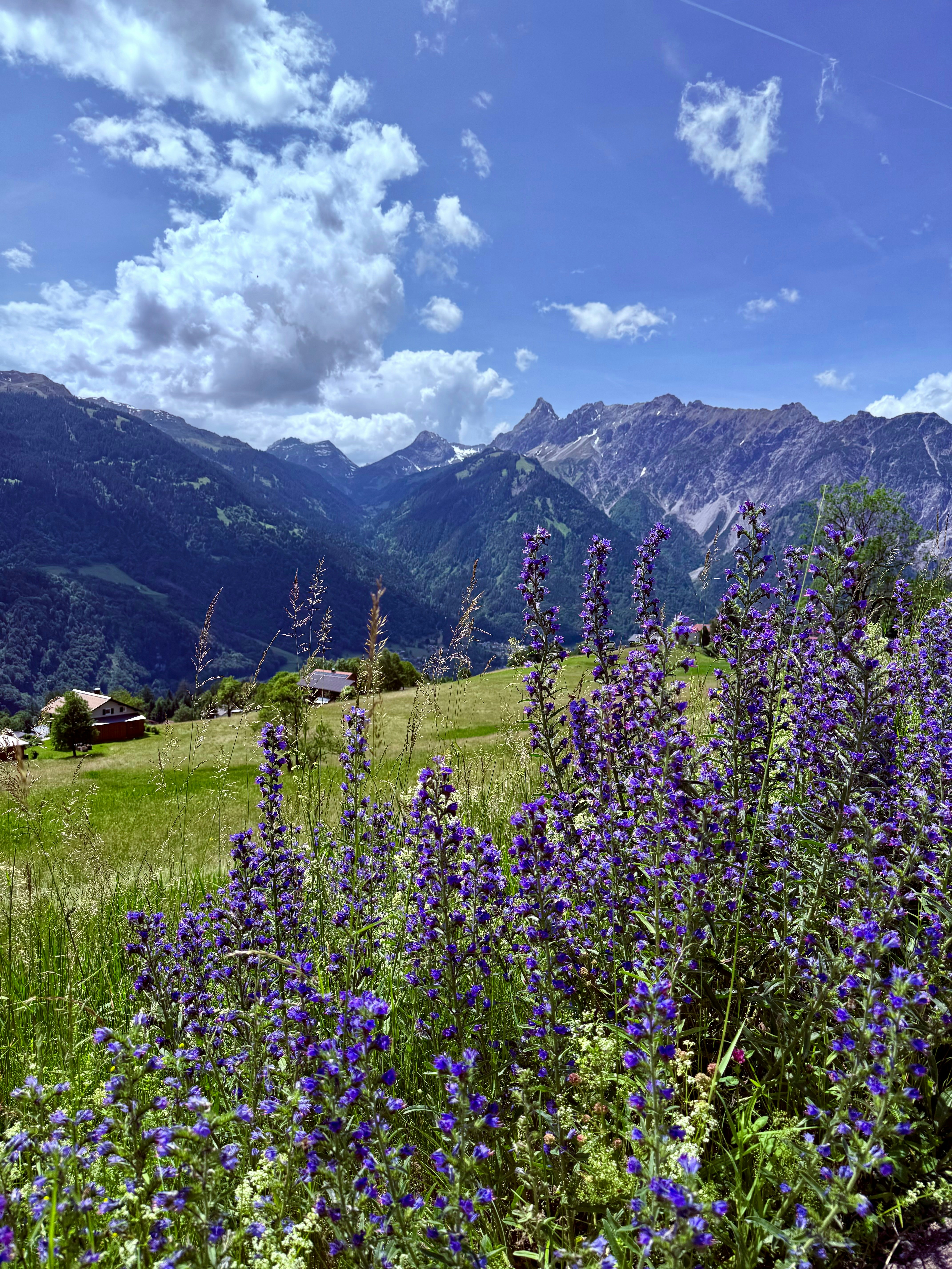 Violet wildflowers in the foreground with a backdrop of towering mountains and a bright blue sky dotted with clouds.