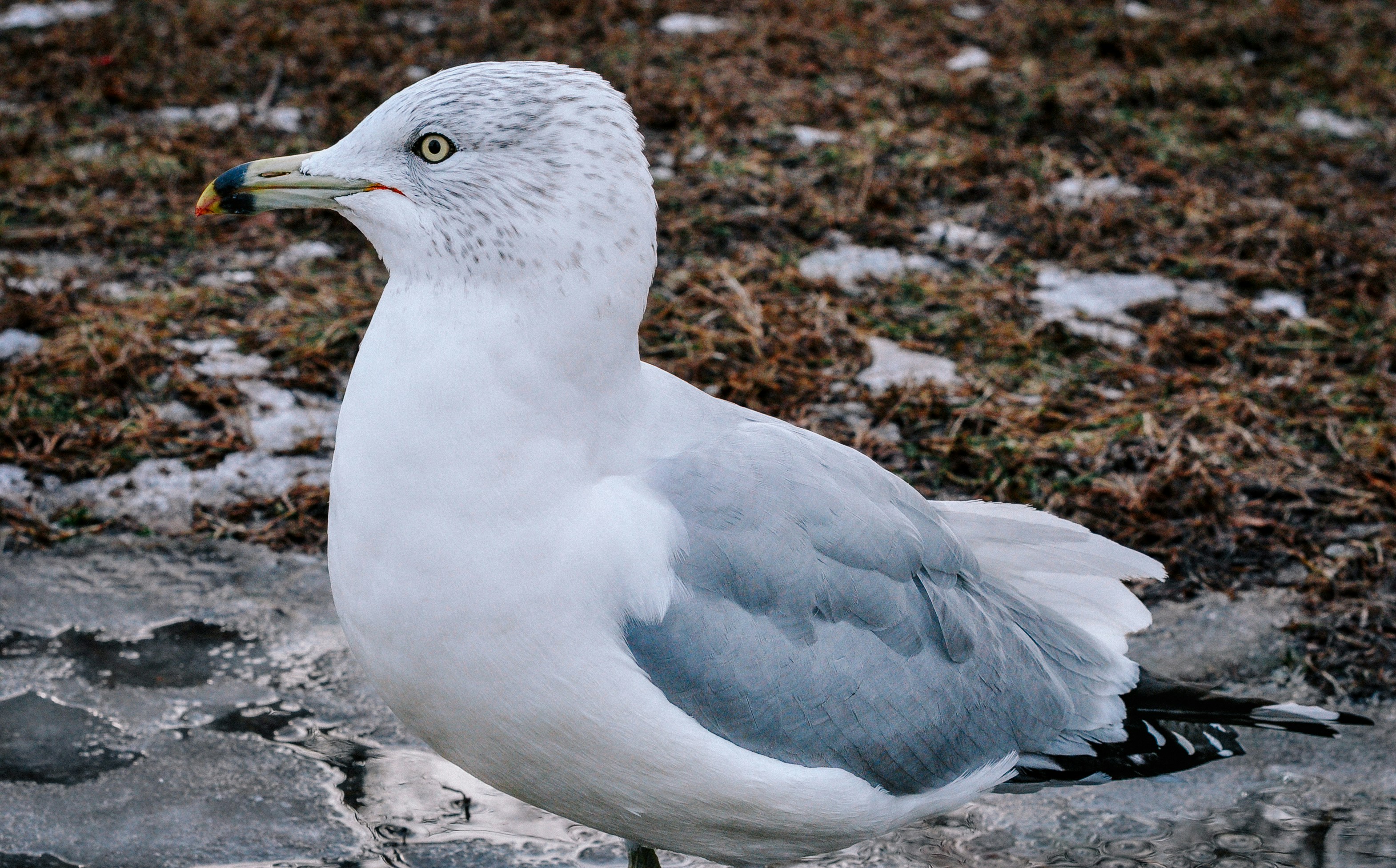 A close-up of a grey and white gull standing on the ground, with patches of snow and grass in the background.