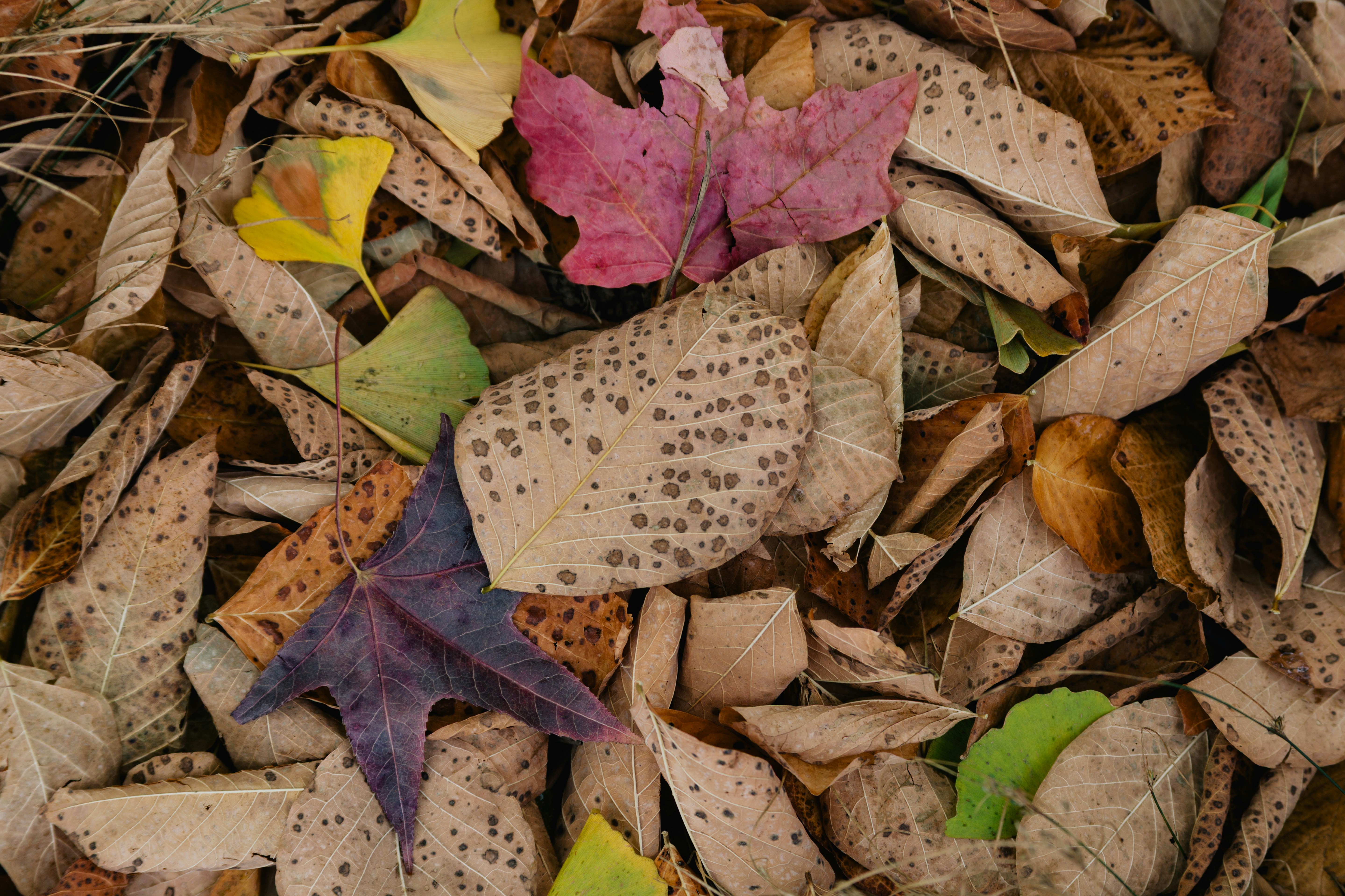 Purple Maple Leaf Anchors an Autumn Carpet
