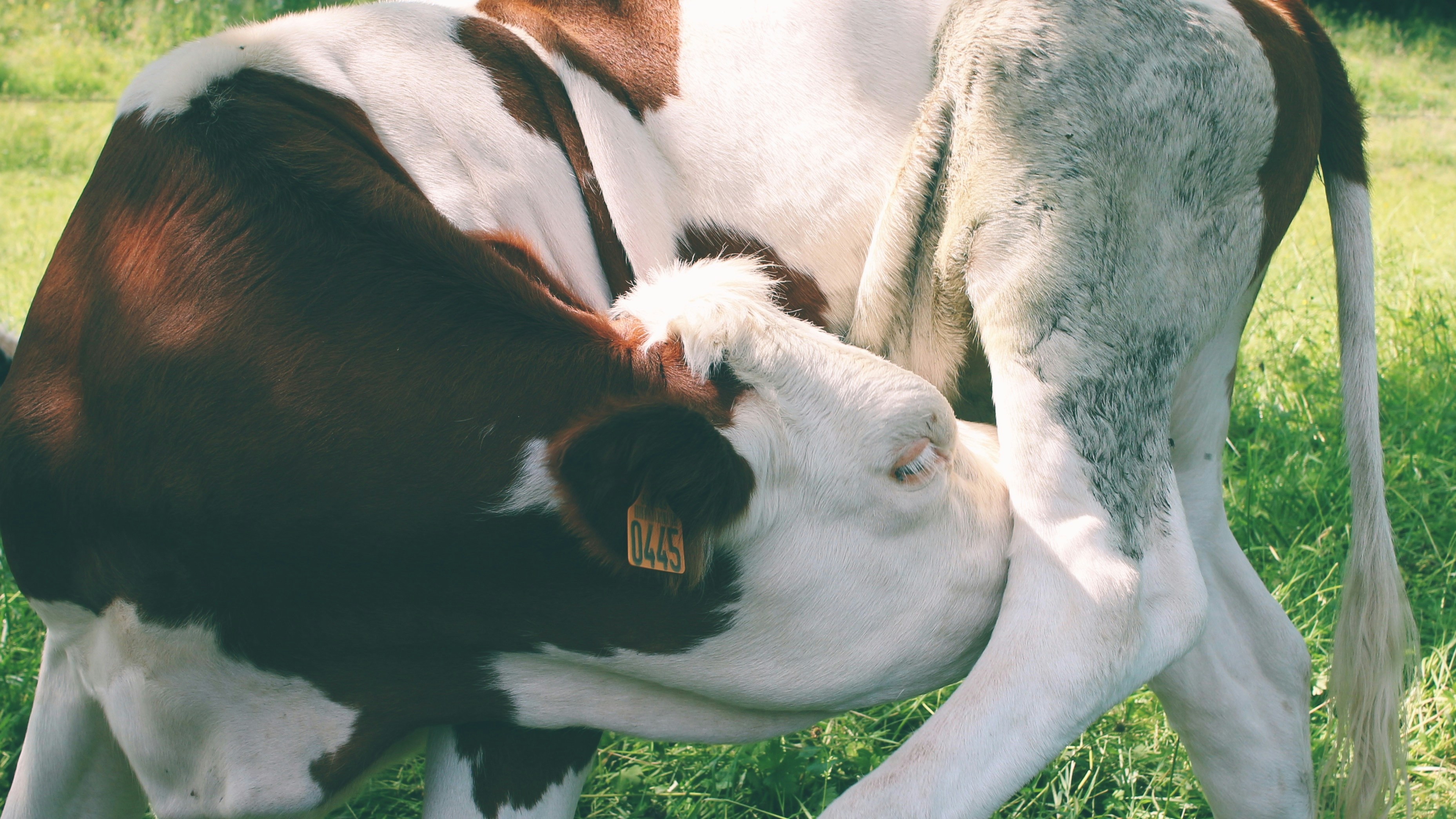Pasture Bond: A White-and-Brown Cow Nuzzles in Sunlit Grass