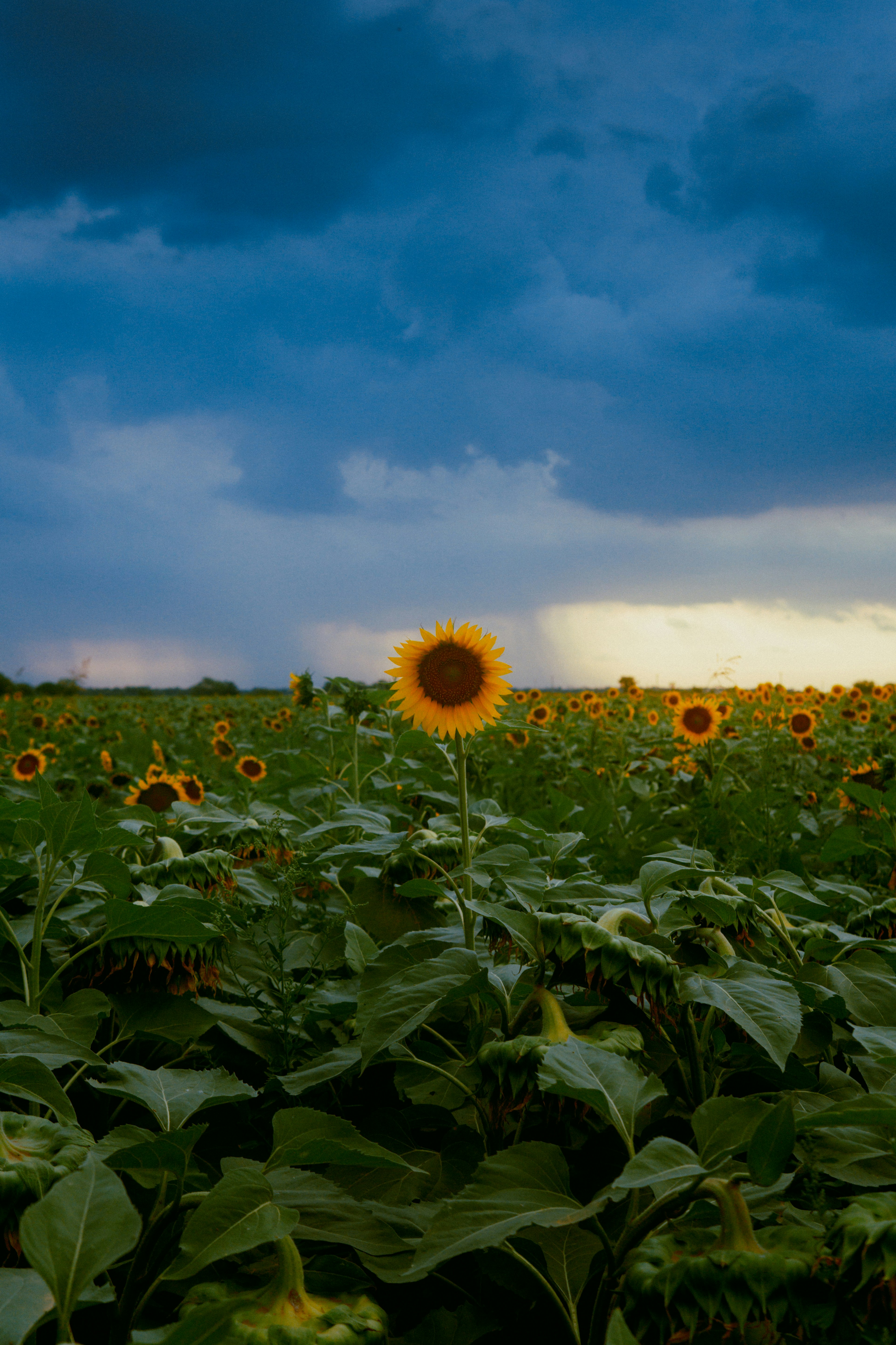 A vibrant sunflower stands tall in a vast field, contrasting against a dramatic sky filled with dark clouds and hints of sunlight peeking through.