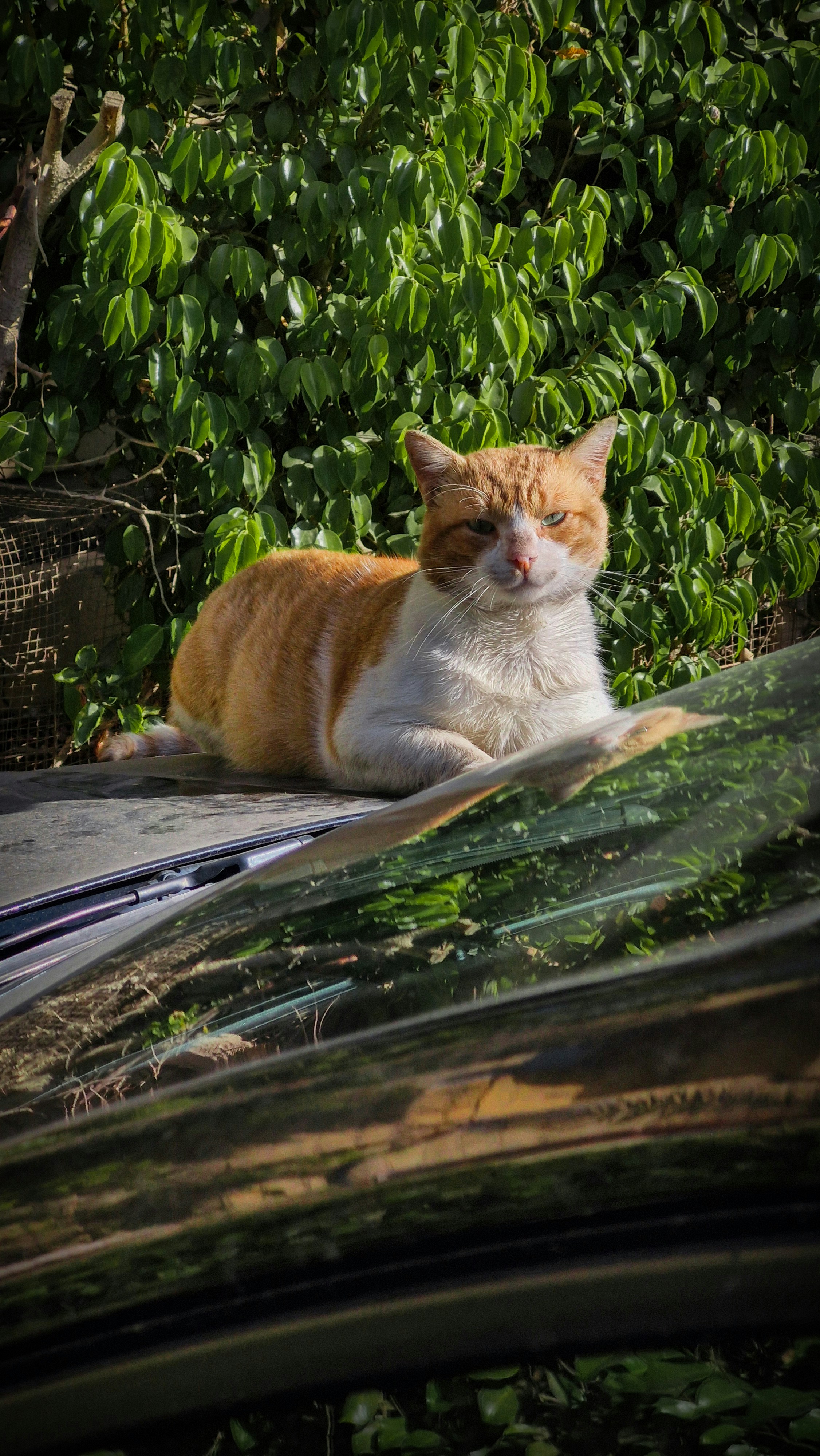 An orange cat relaxing in the sun.
