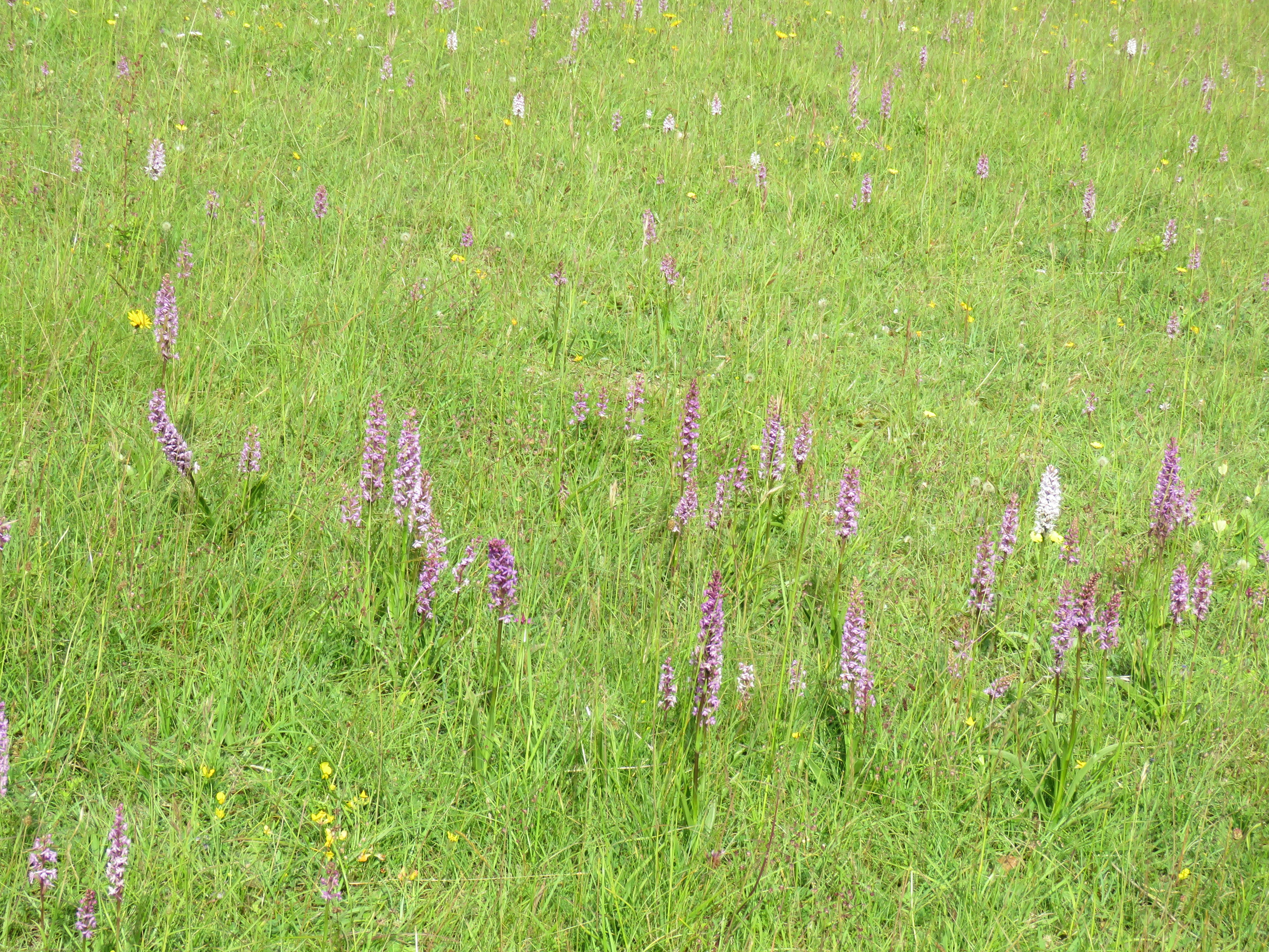Lupine Spires in a Quiet Meadow Glow