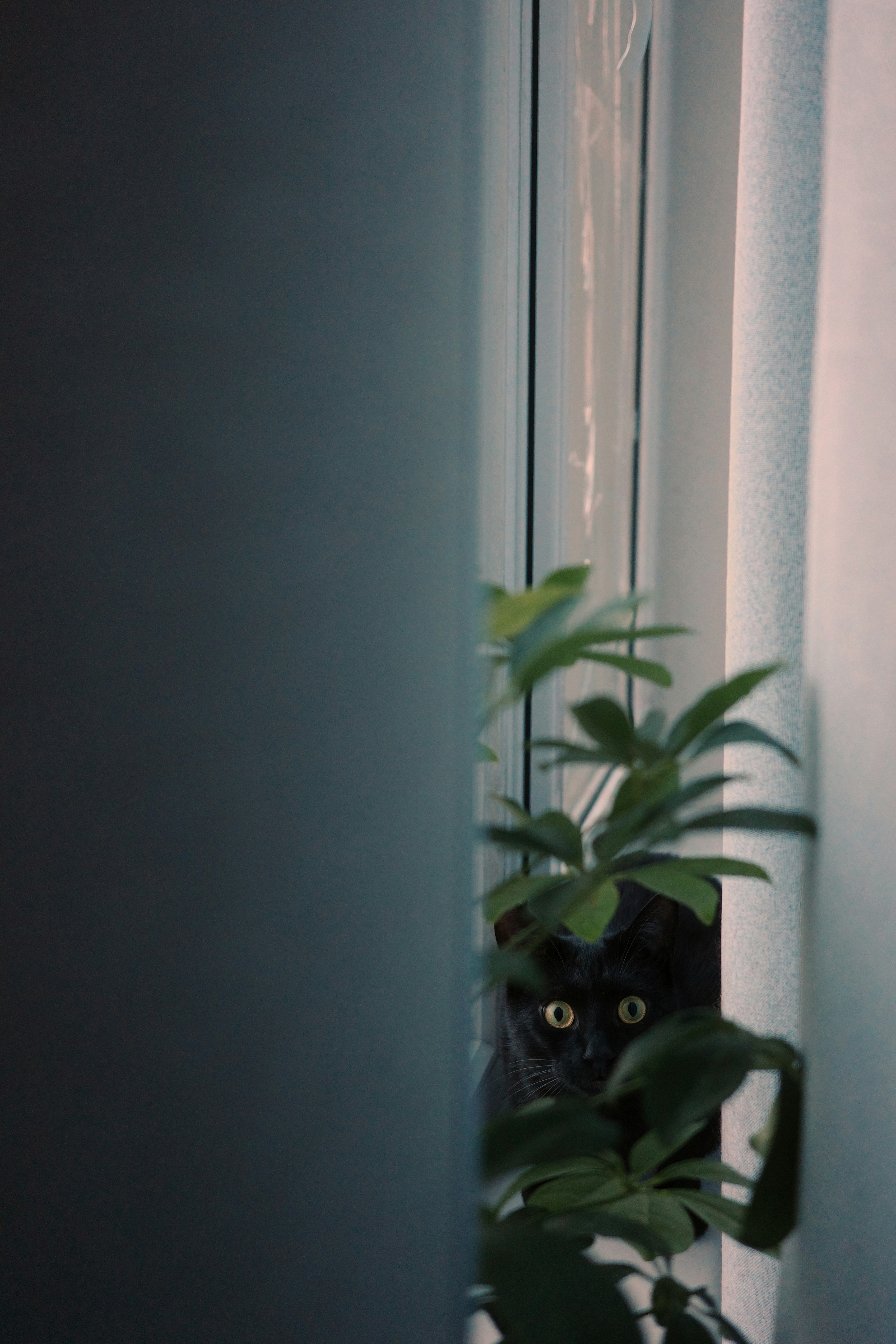 Whiskered Watcher: A Glimpse Through the Greenery