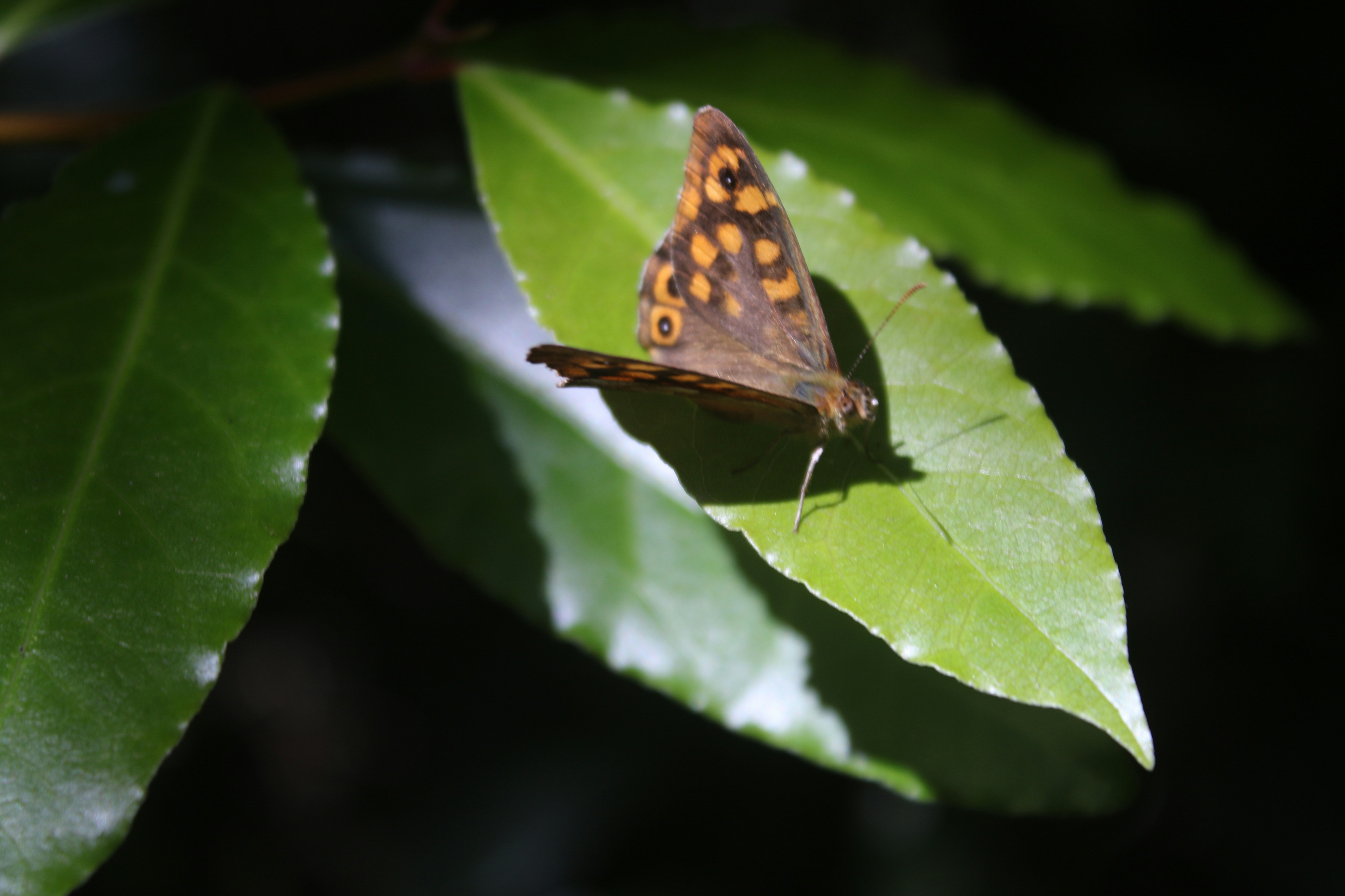 Sunlit Speckled Dawn: A Small Butterfly on a Green Quilt