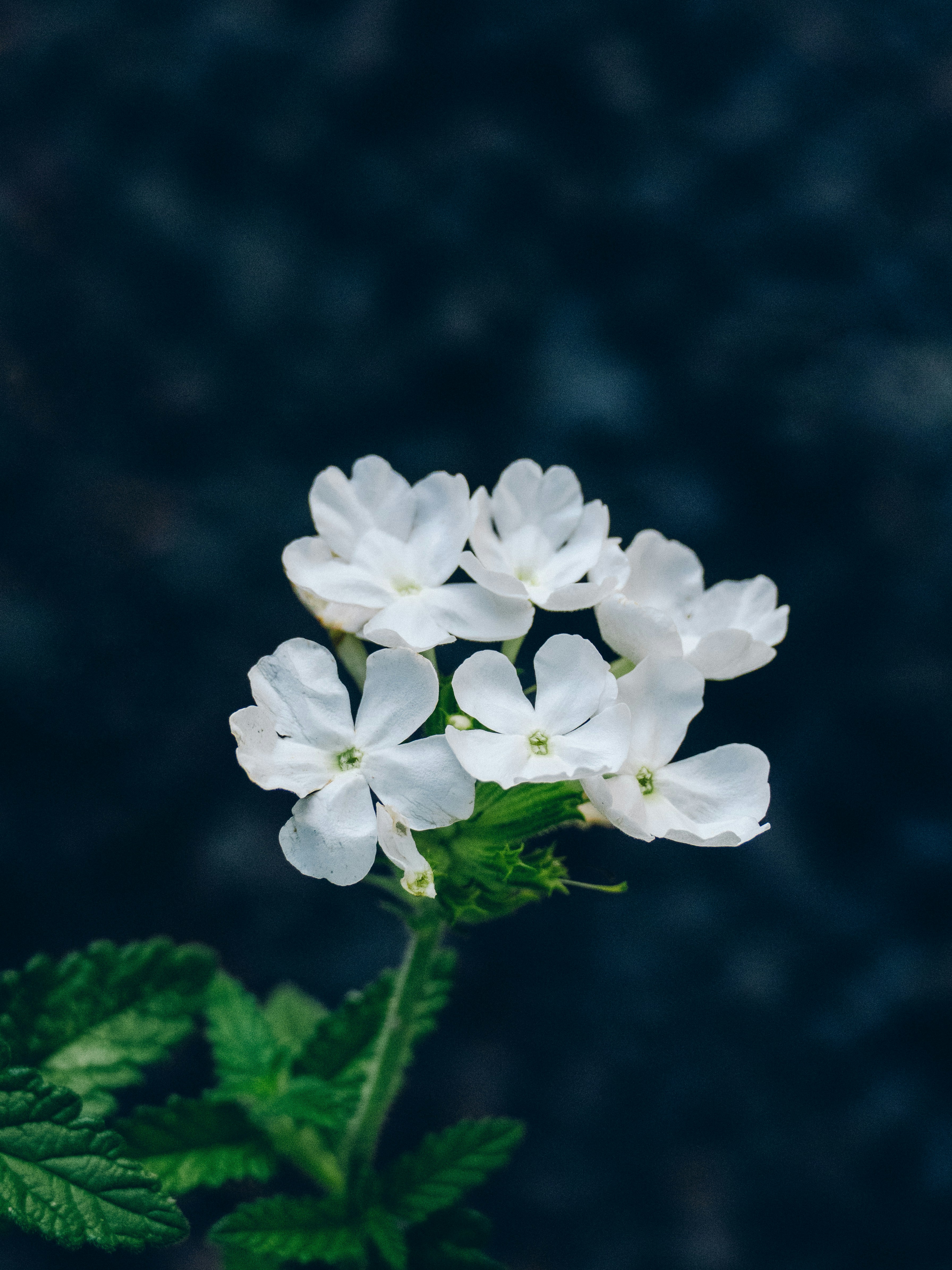 Whispers of Nature: A Delicate Floral Embrace