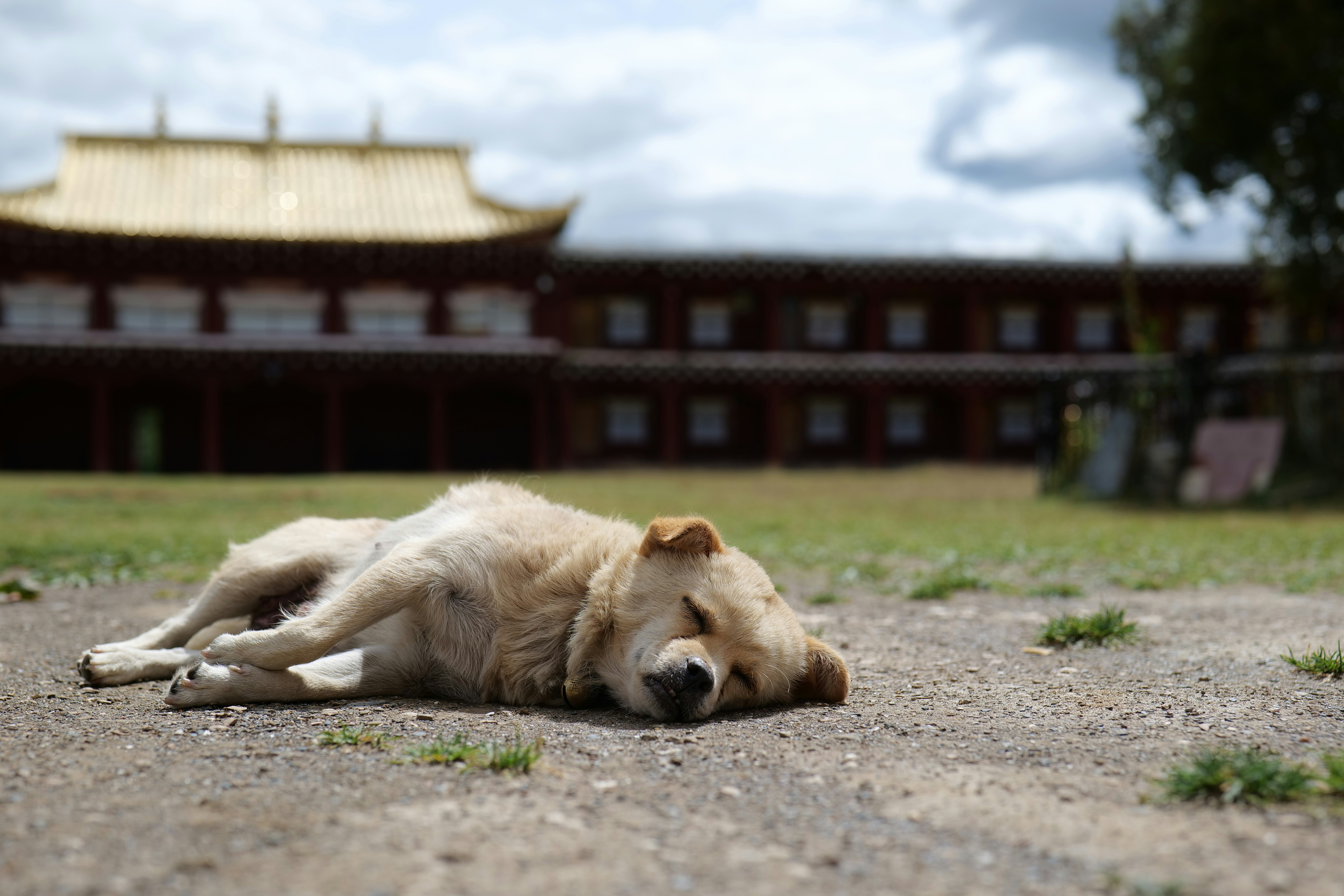 Courtyard Nap Beneath the Temple