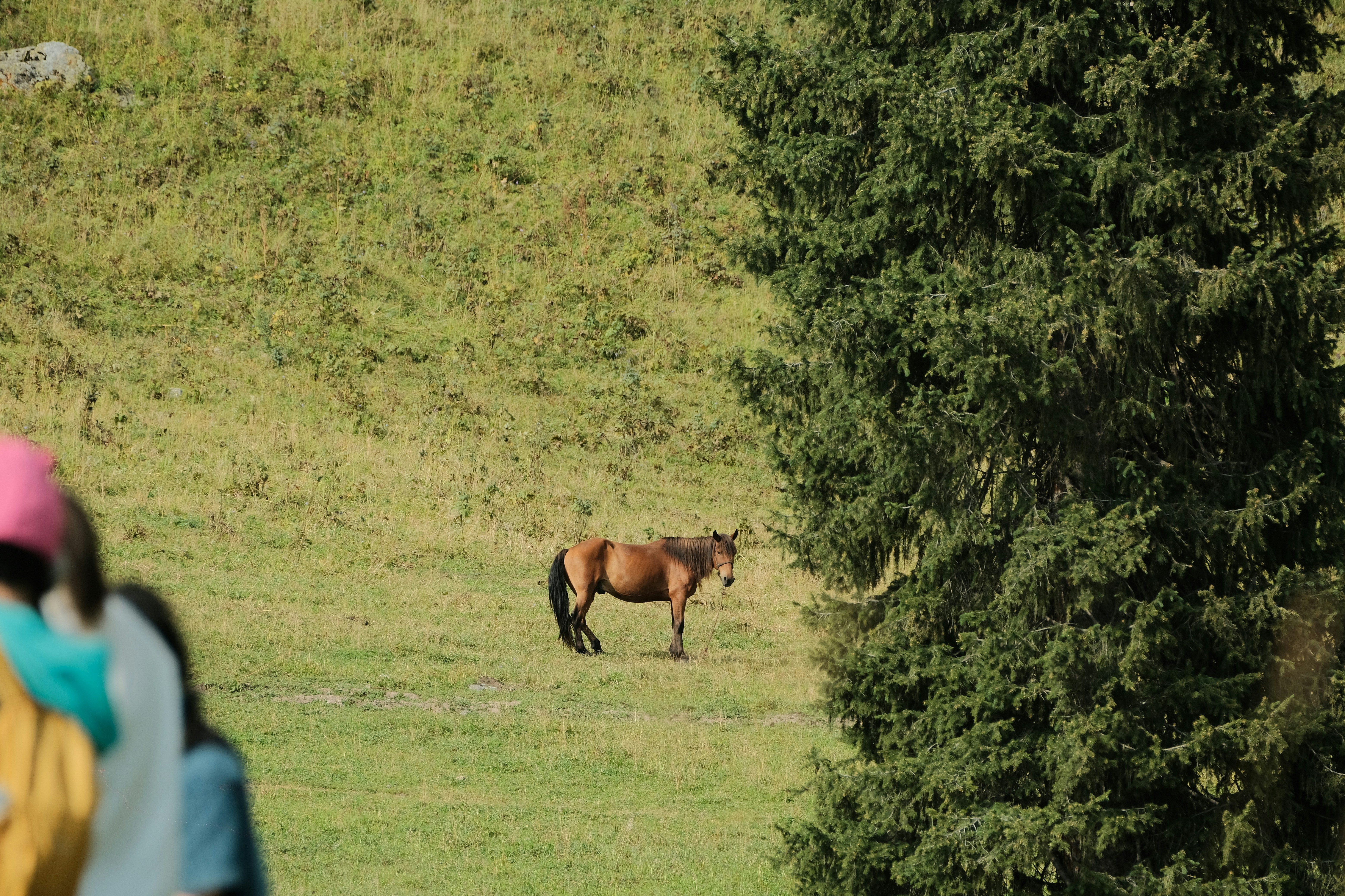 A horse stands in a grassy meadow.