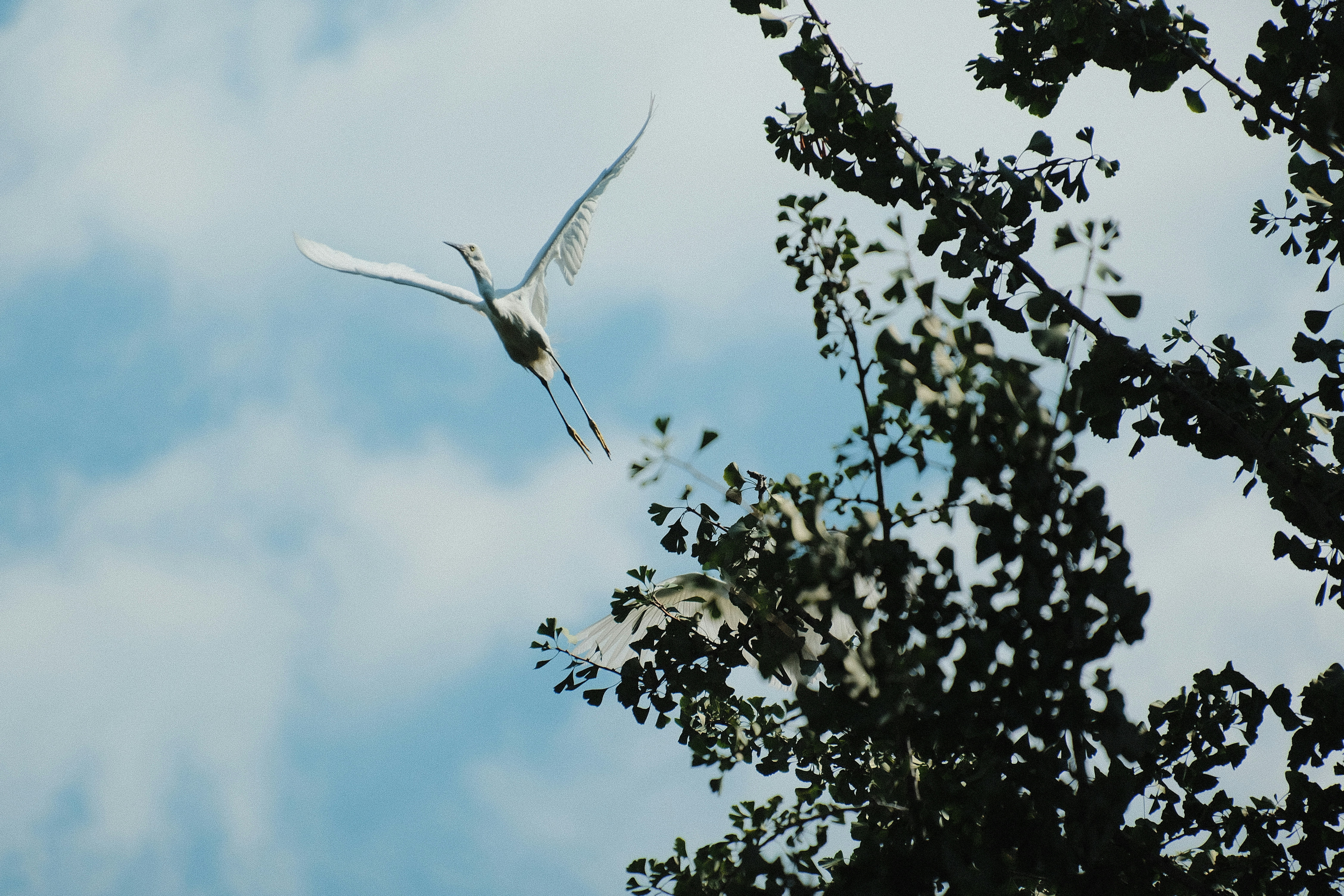 A heron gliding gracefully above a canopy of leaves against a bright sky, capturing the essence of freedom in nature.