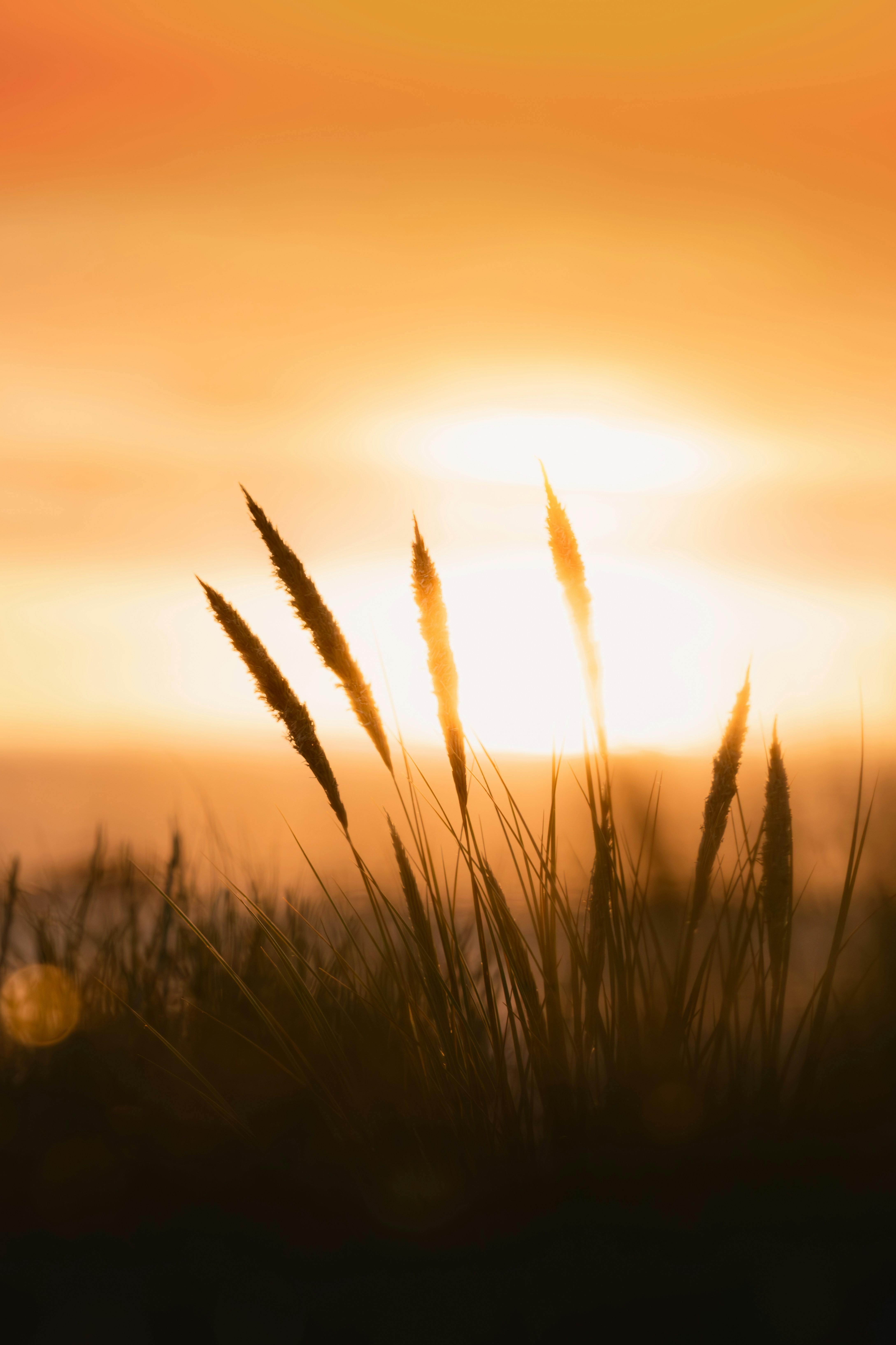 Silhouetted grass catches sunlight at sunset.