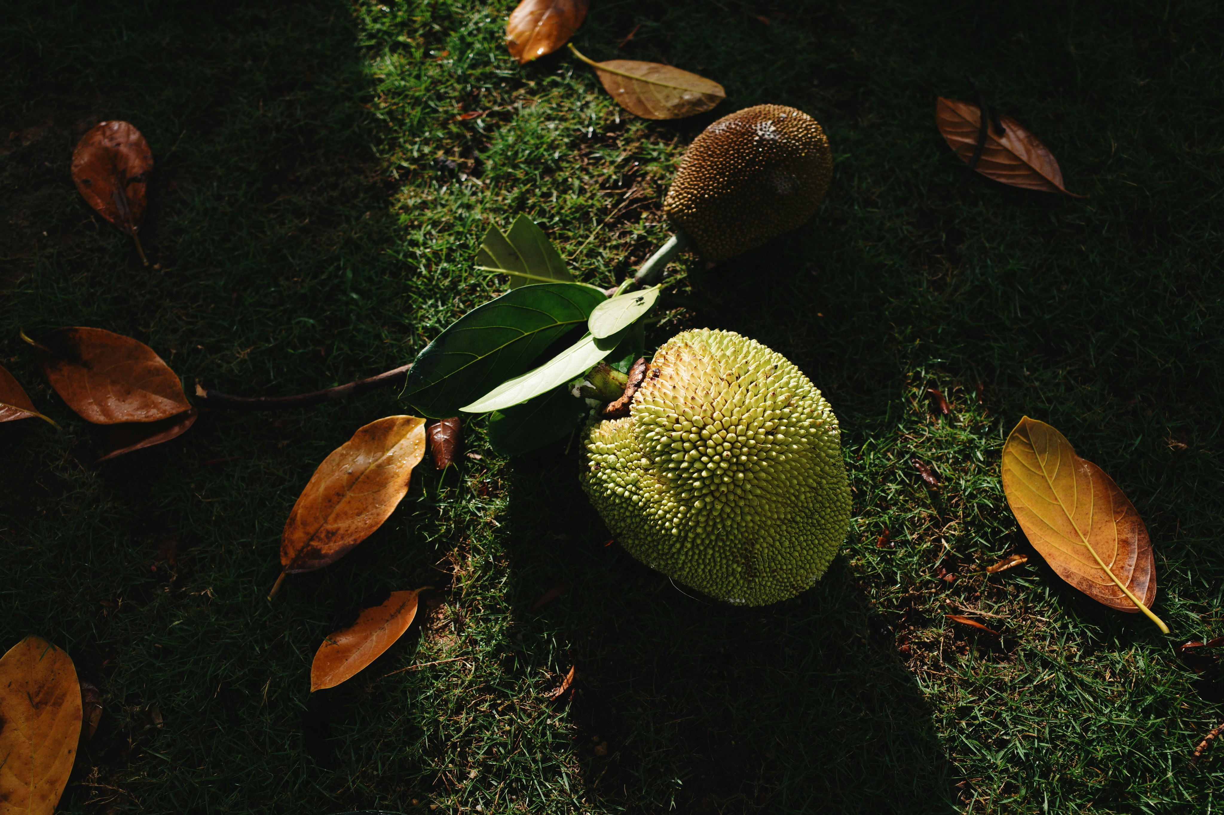 Nature's Uncommon Harvest: Jackfruit and Autumn Leaves