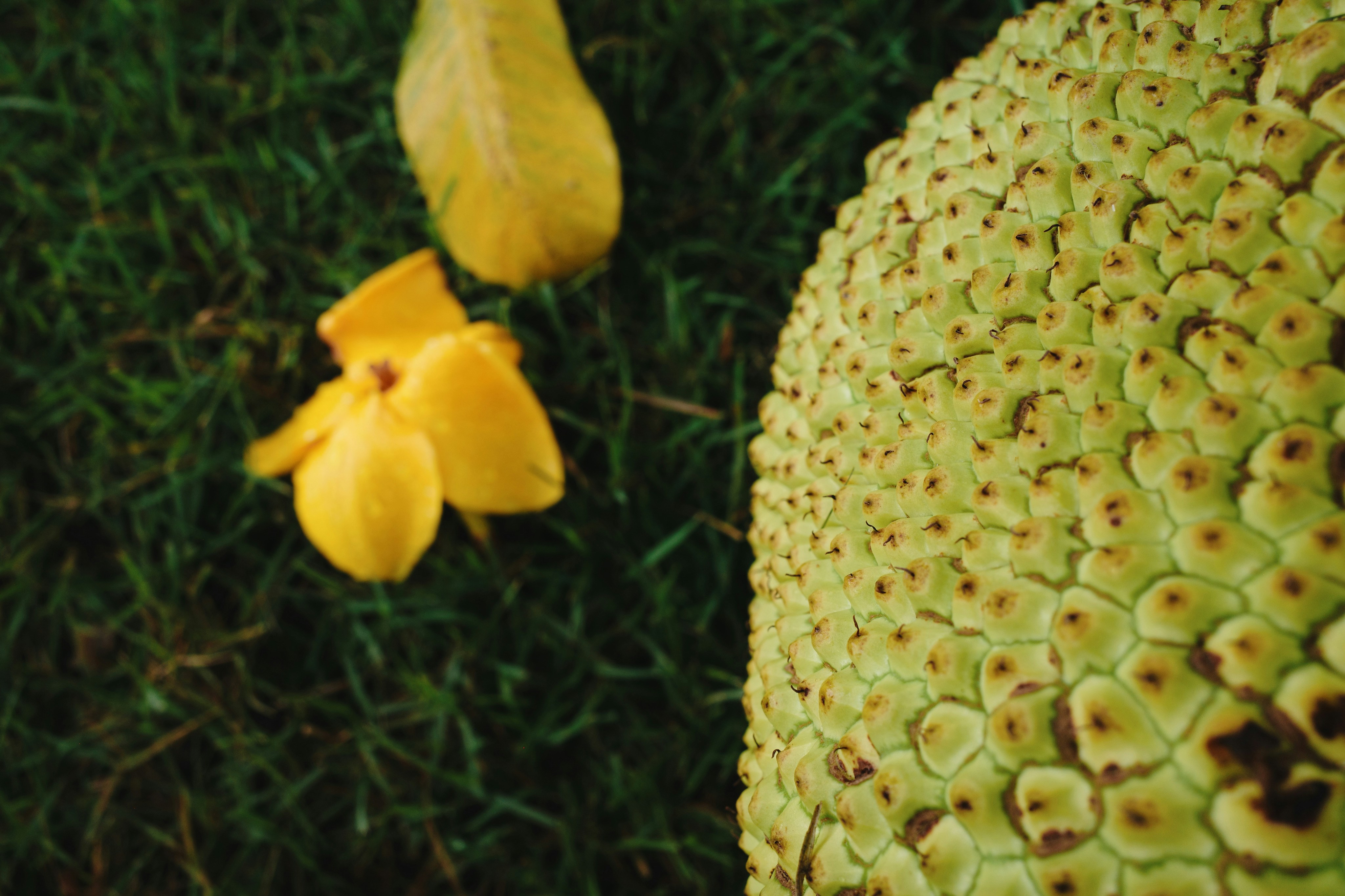 Nature's Textured Mosaic: The Jackfruit and Its Fallen Petals