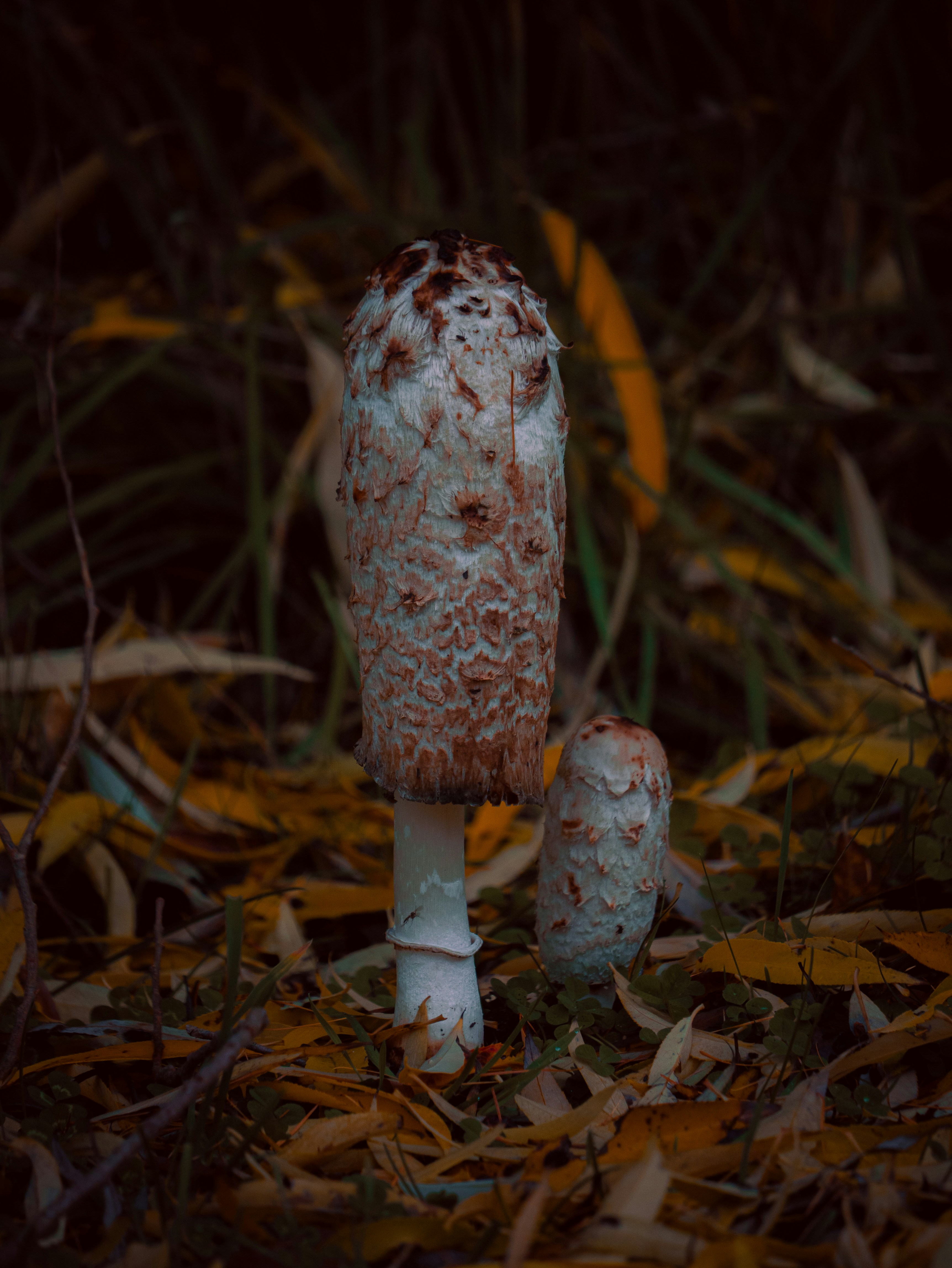 Whispers of the Forest Floor