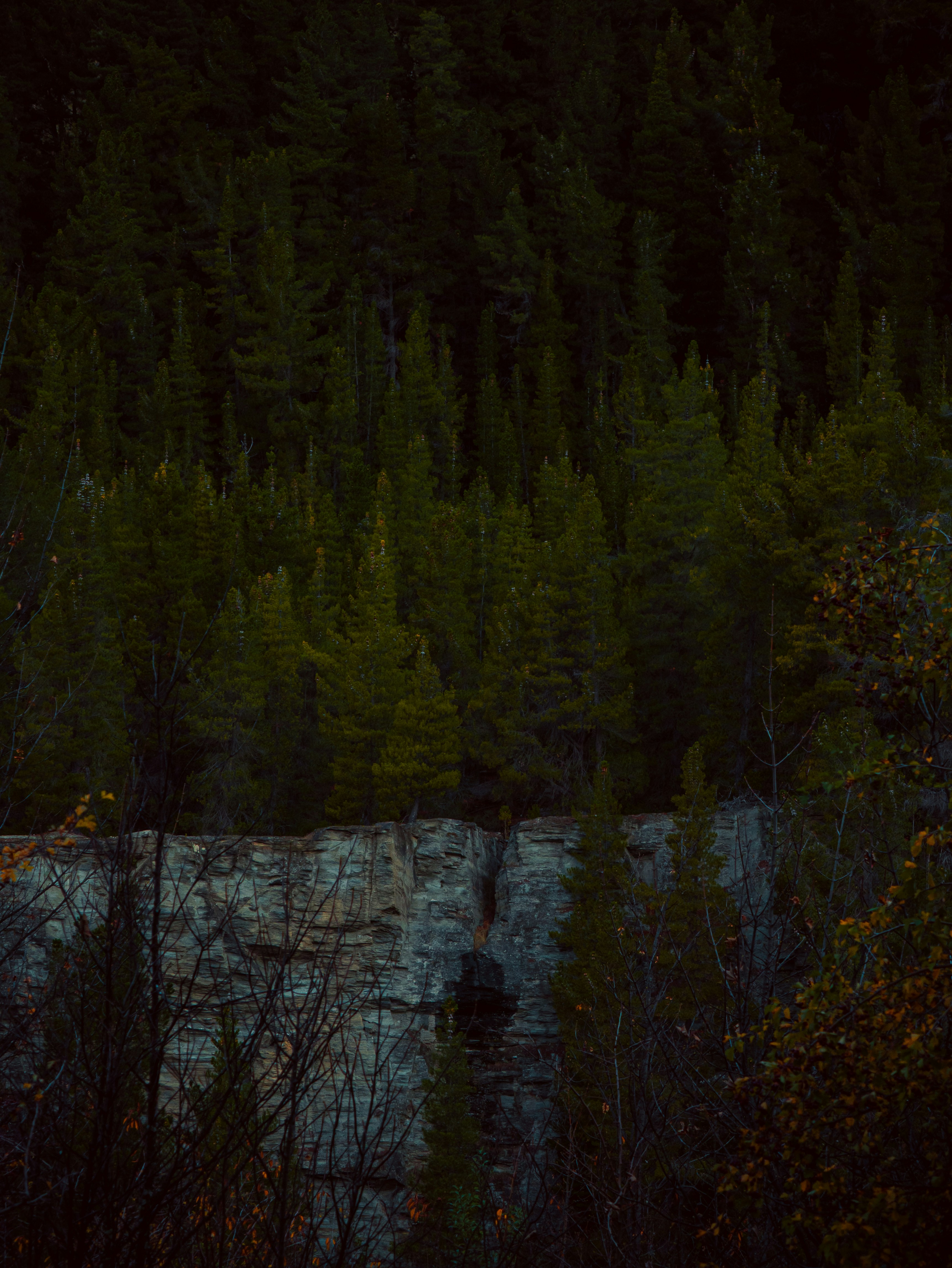 Whispers of the Forest: A Hidden Cliffside