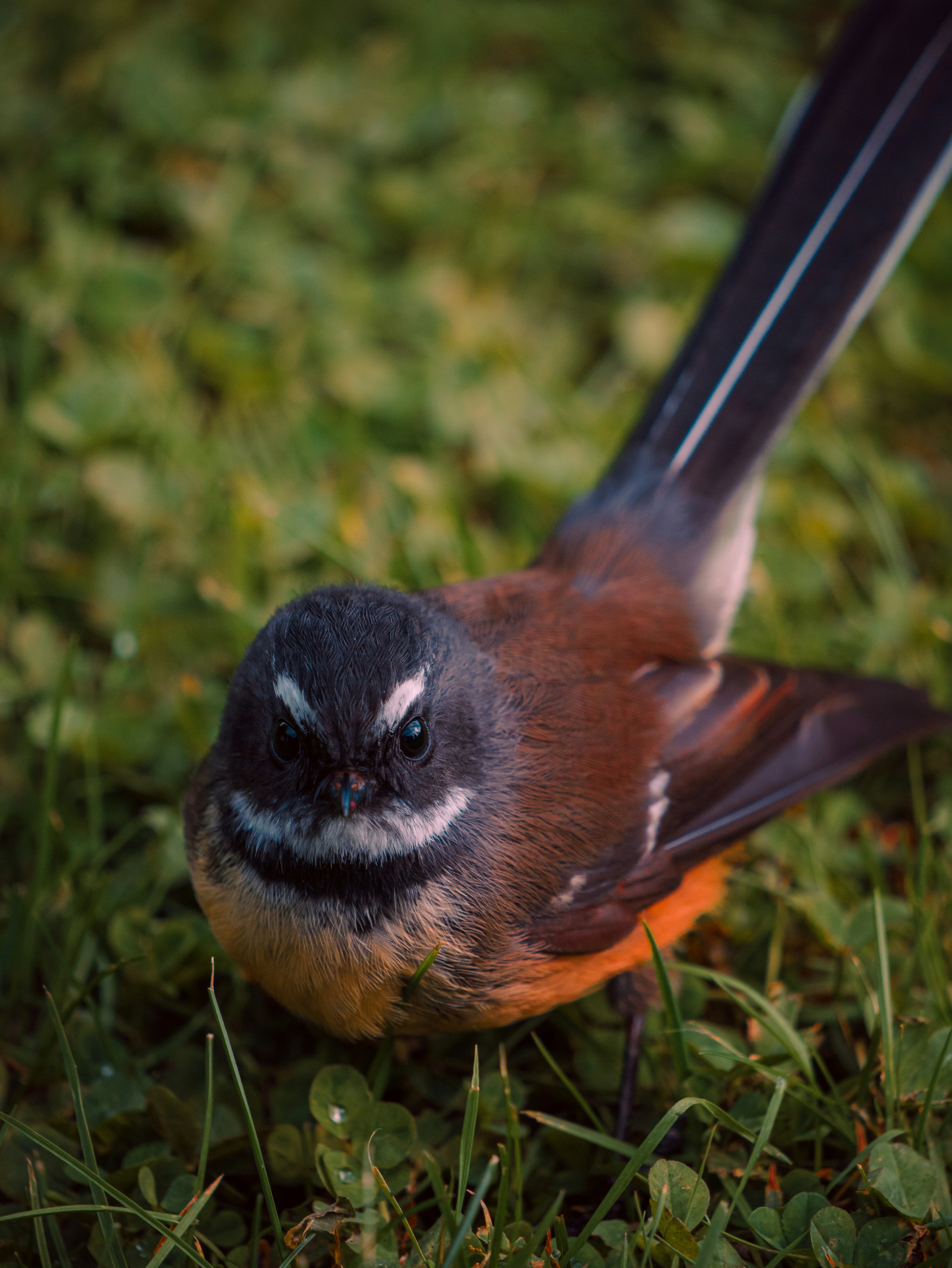 A fantail bird stands in the grass.