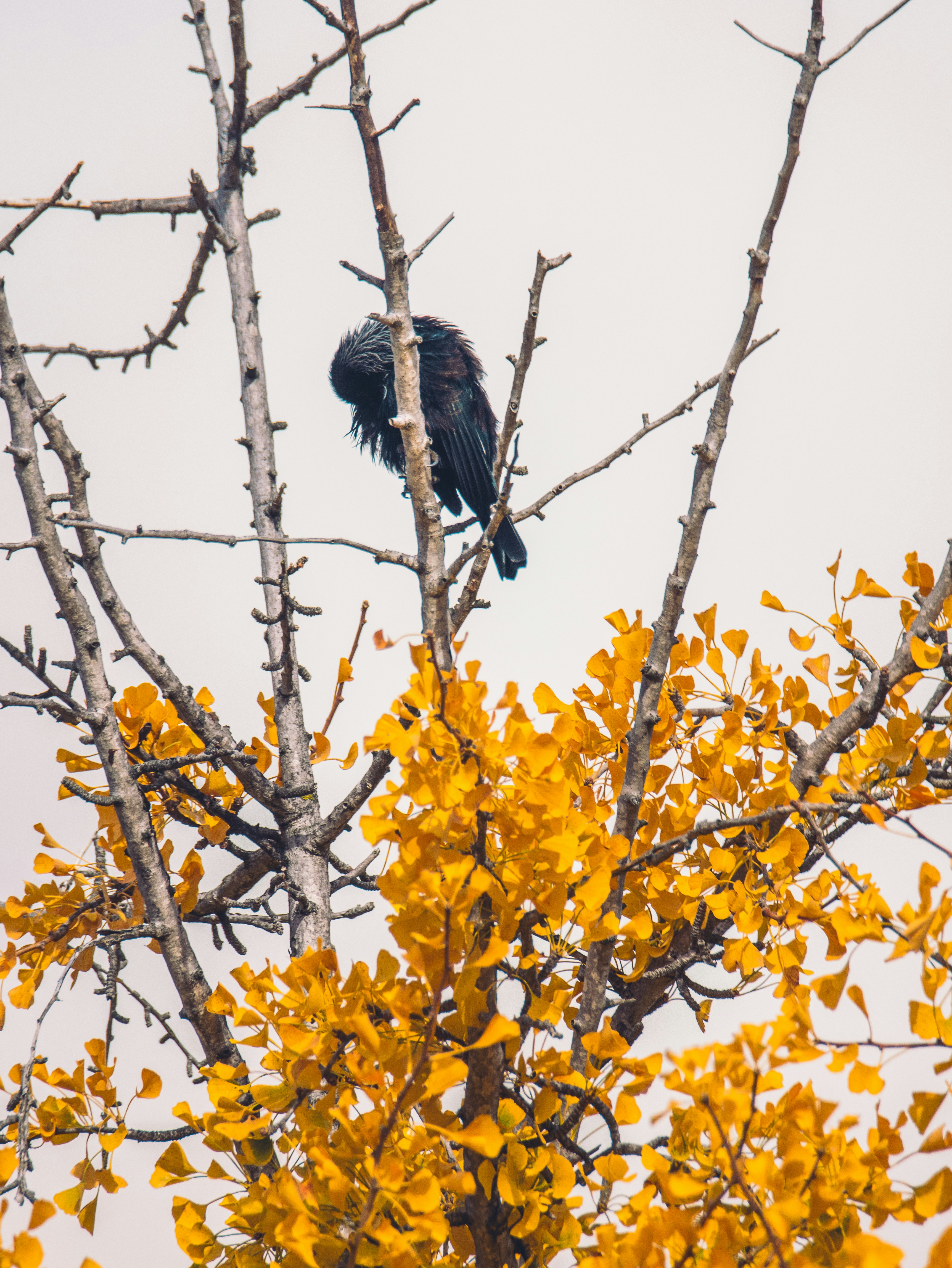 Crow on a Lattice of Golden Branches in Autumn Silence
