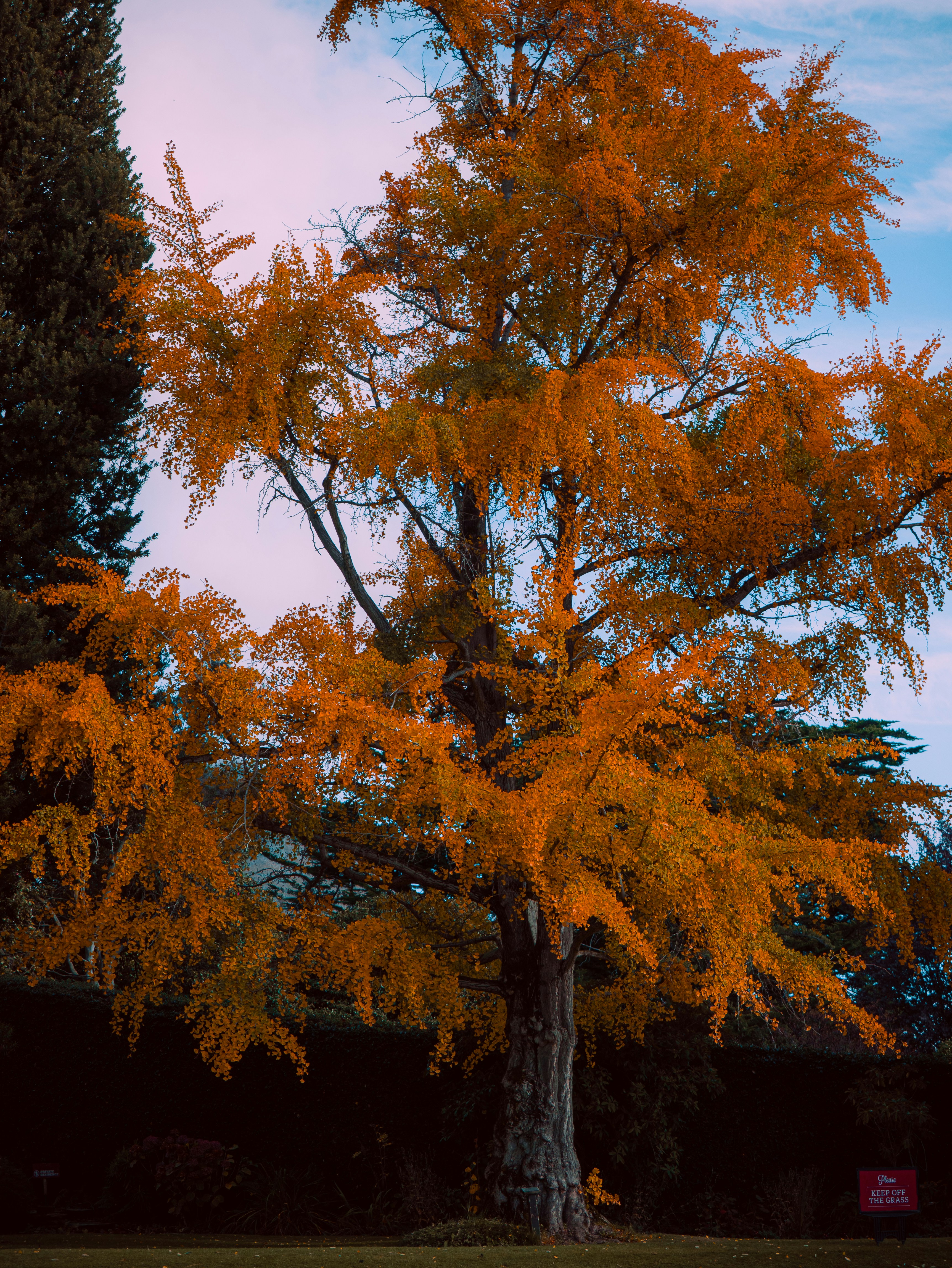 Autumn's Golden Embrace