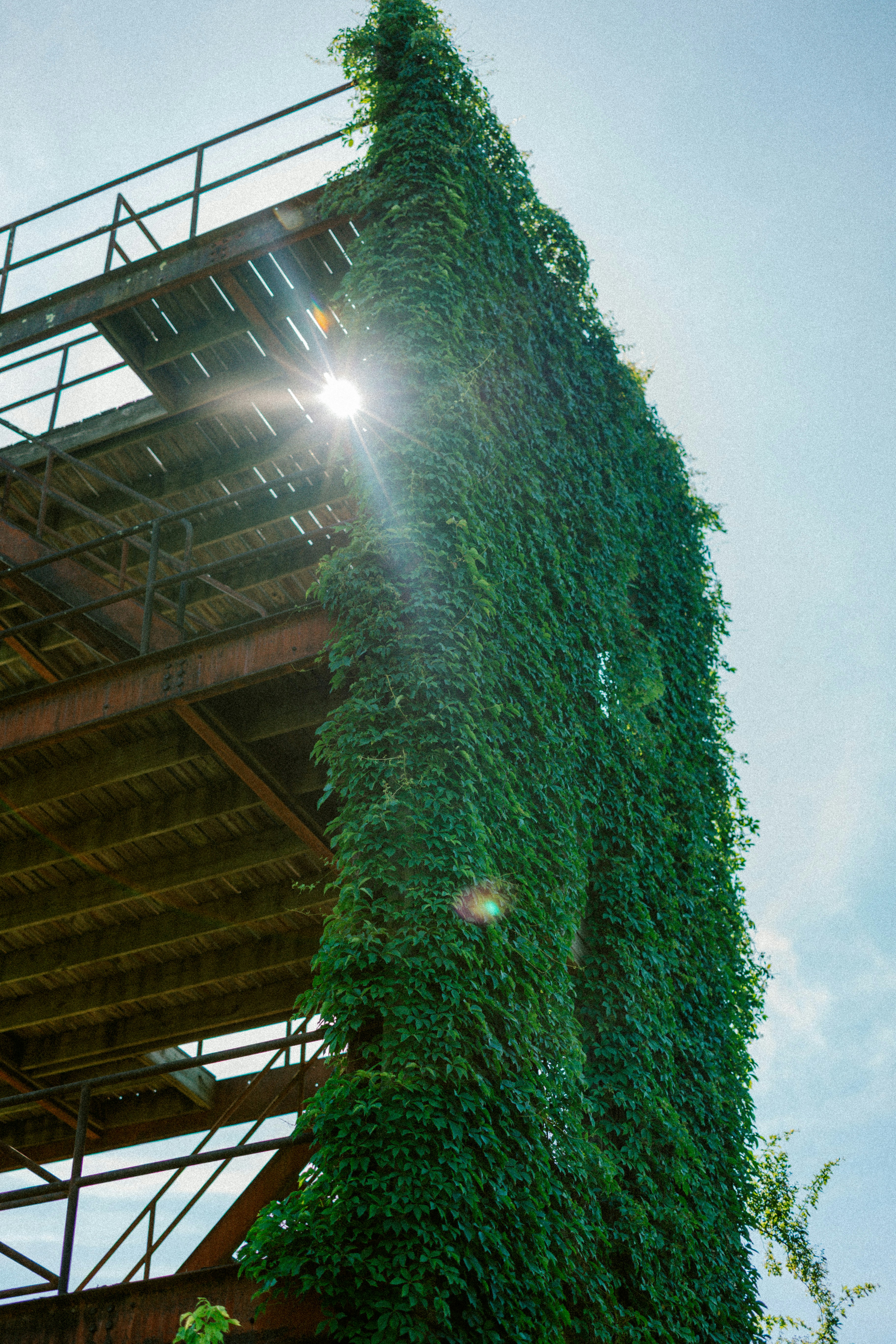 Sunflare through Ivy: A Steel Skeleton Reclaimed by Greenery
