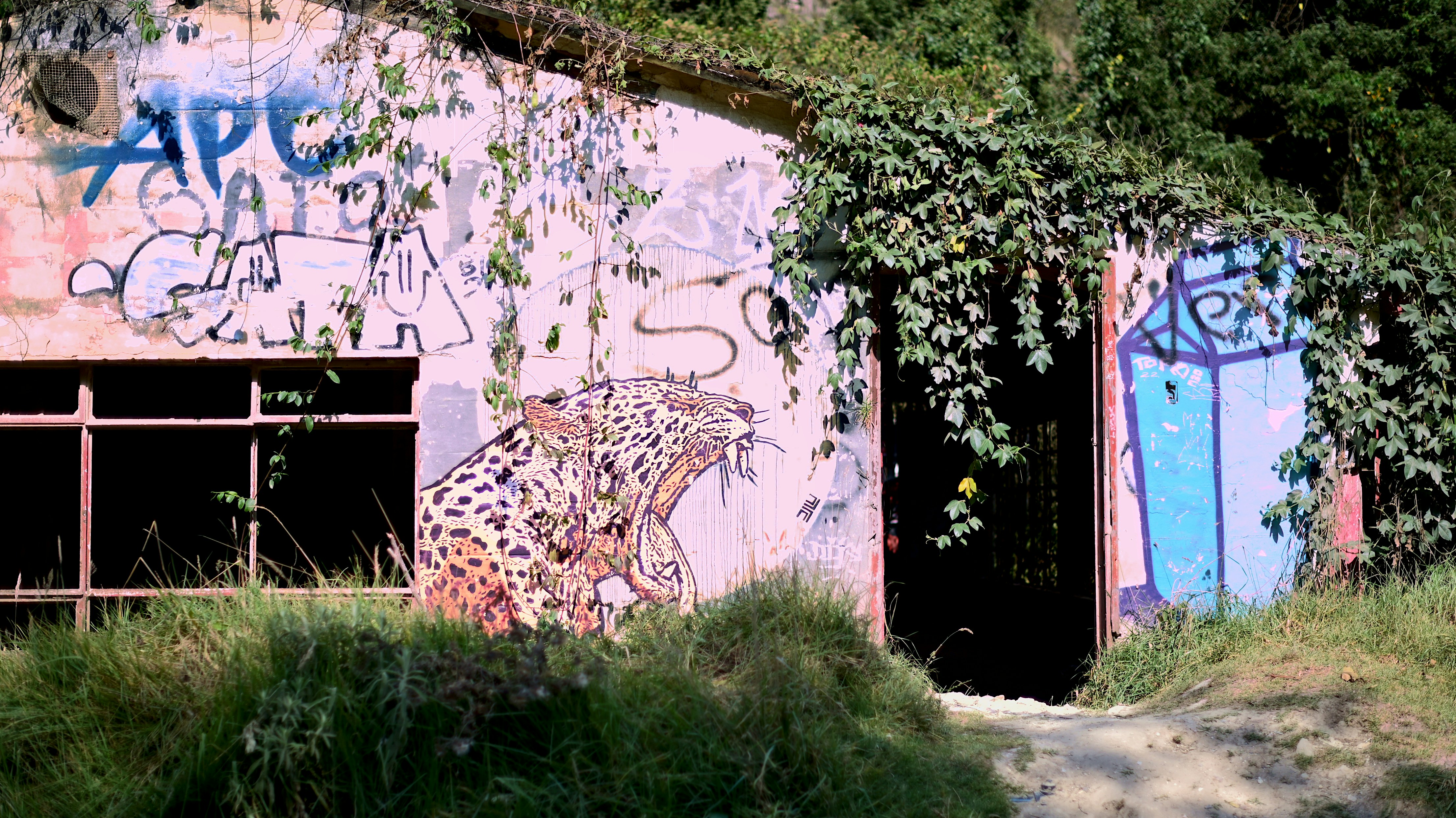Graffiti-covered building entrance with overgrowth. photo – Free Art ...