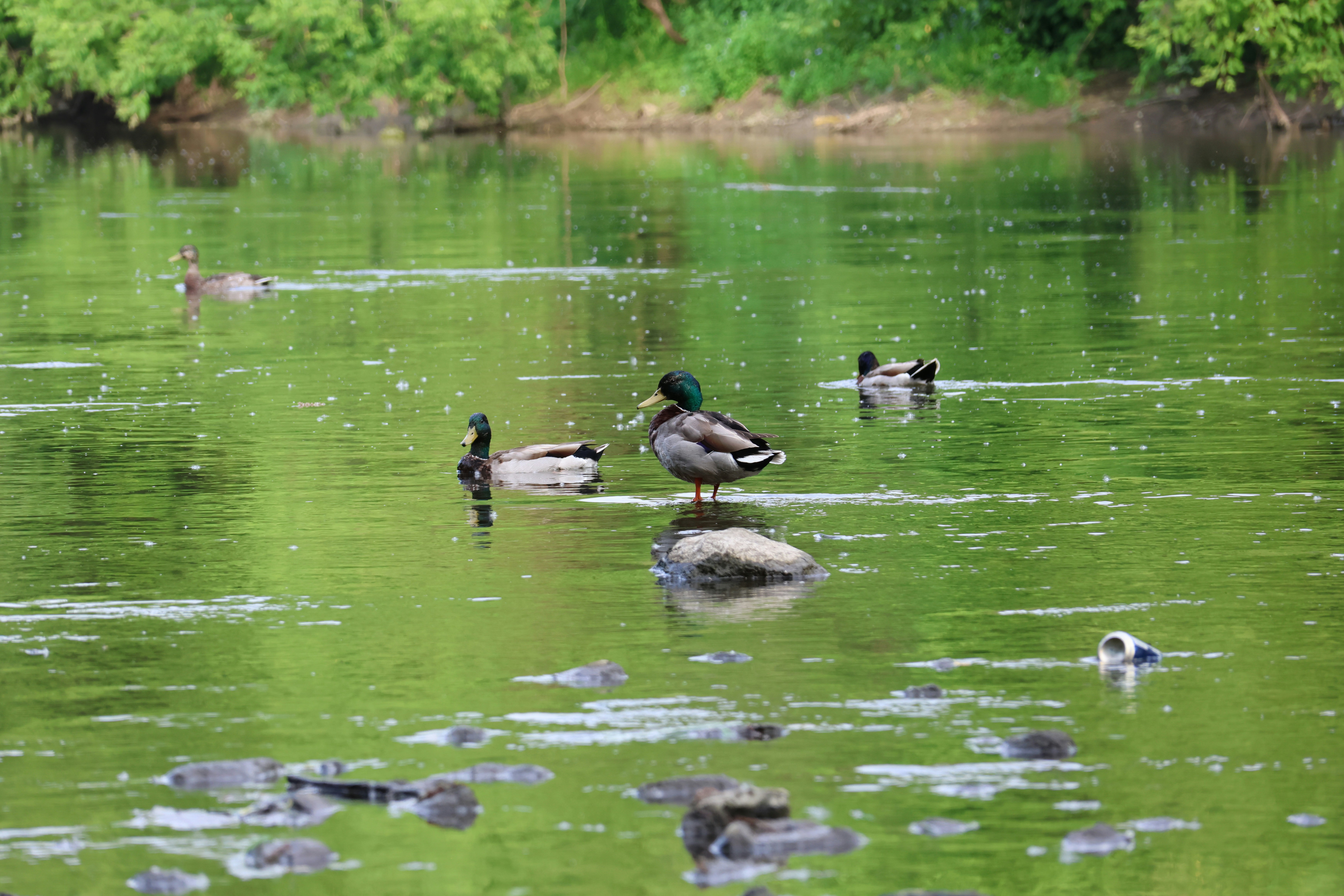 Mallard Ducks on a Serene Green Pond | Ducks swim in a green, calm water body.