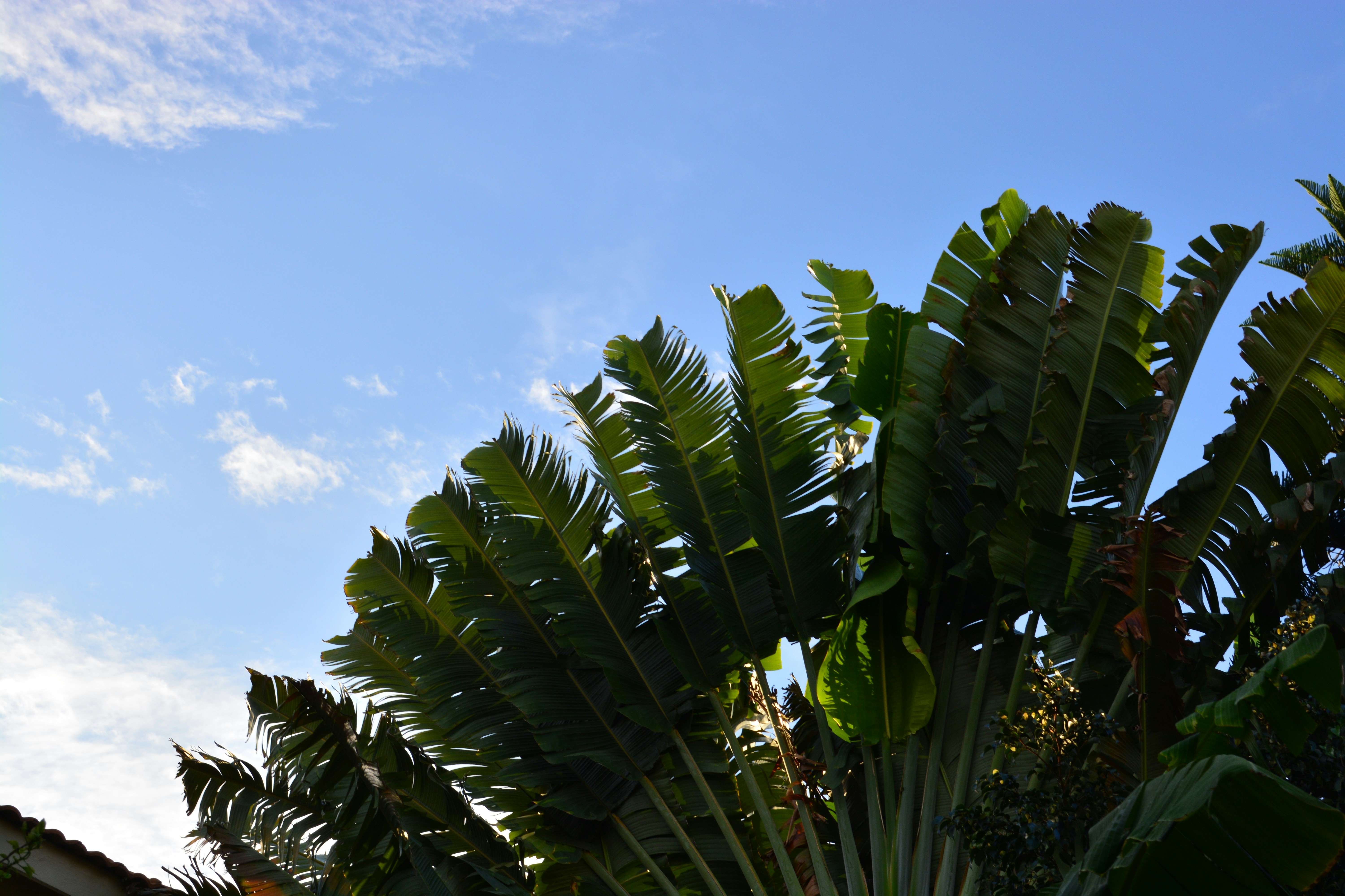 Green leaves and blue sky create a tranquil scene.