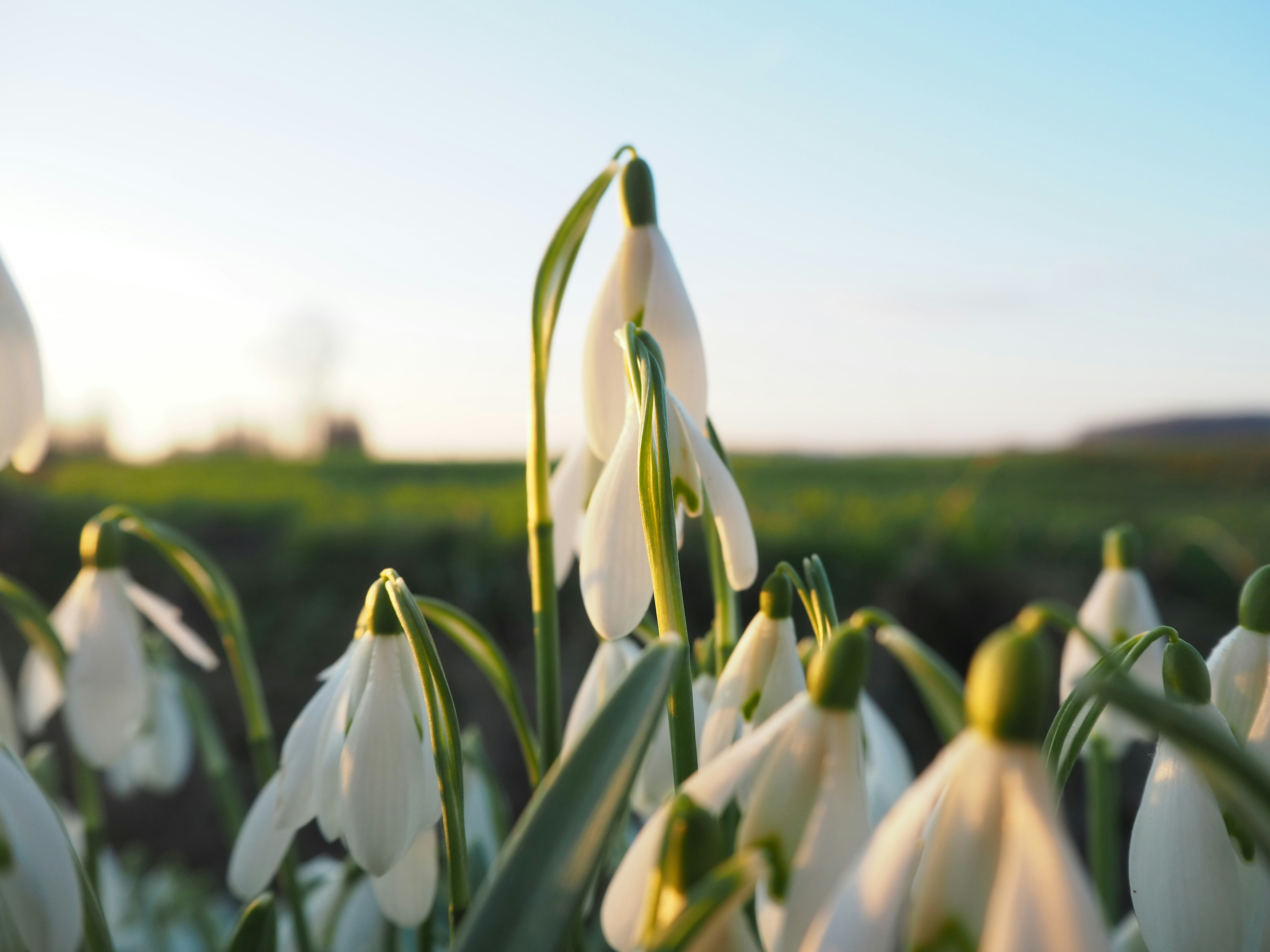Center-Stage Snowdrop: crisp bloom with a sunlit field in soft focus