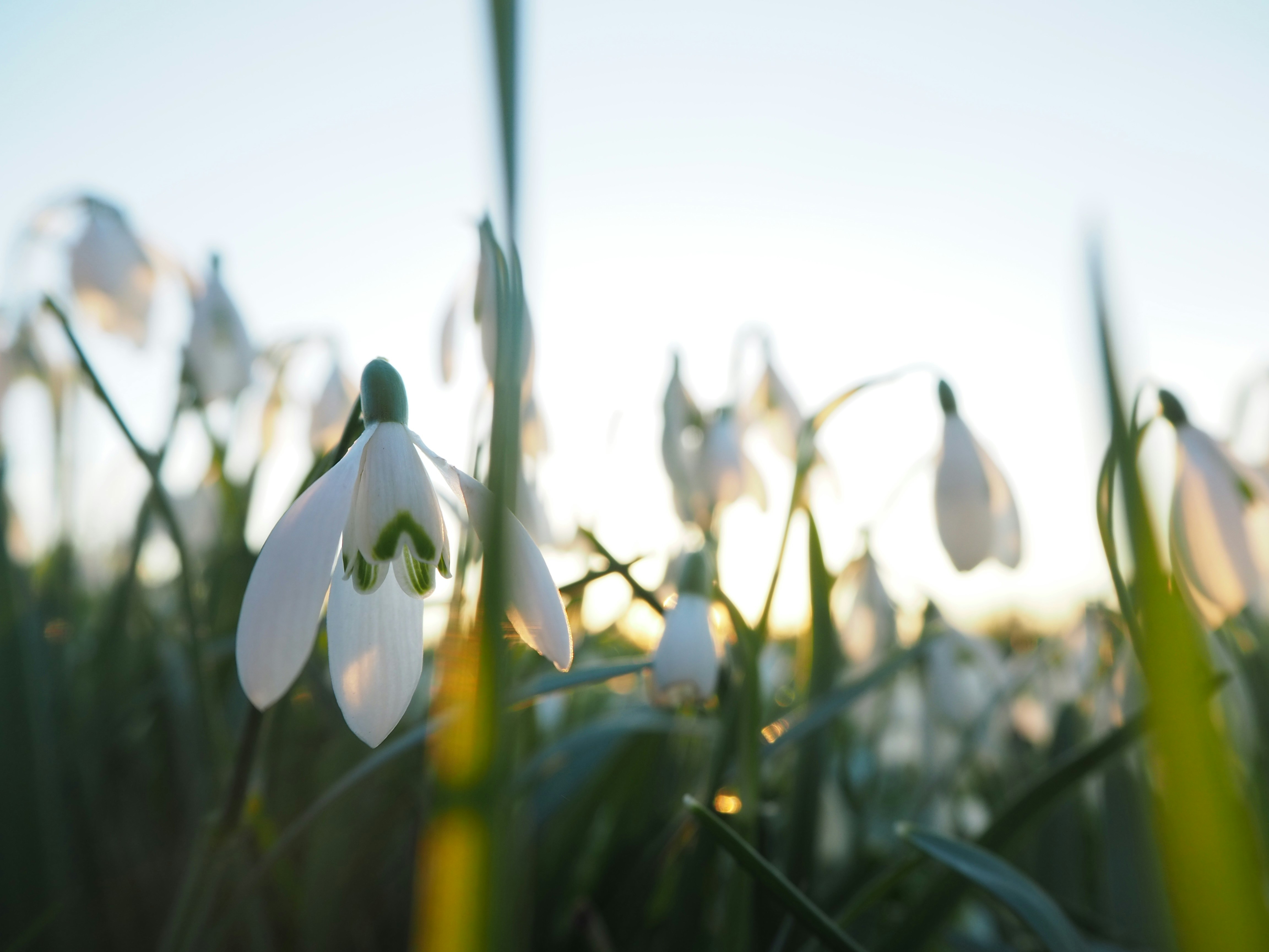 Delicate snowdrop flowers swaying gently in the breeze, illuminated by soft sunlight. The scene captures the essence of early spring's awakening.