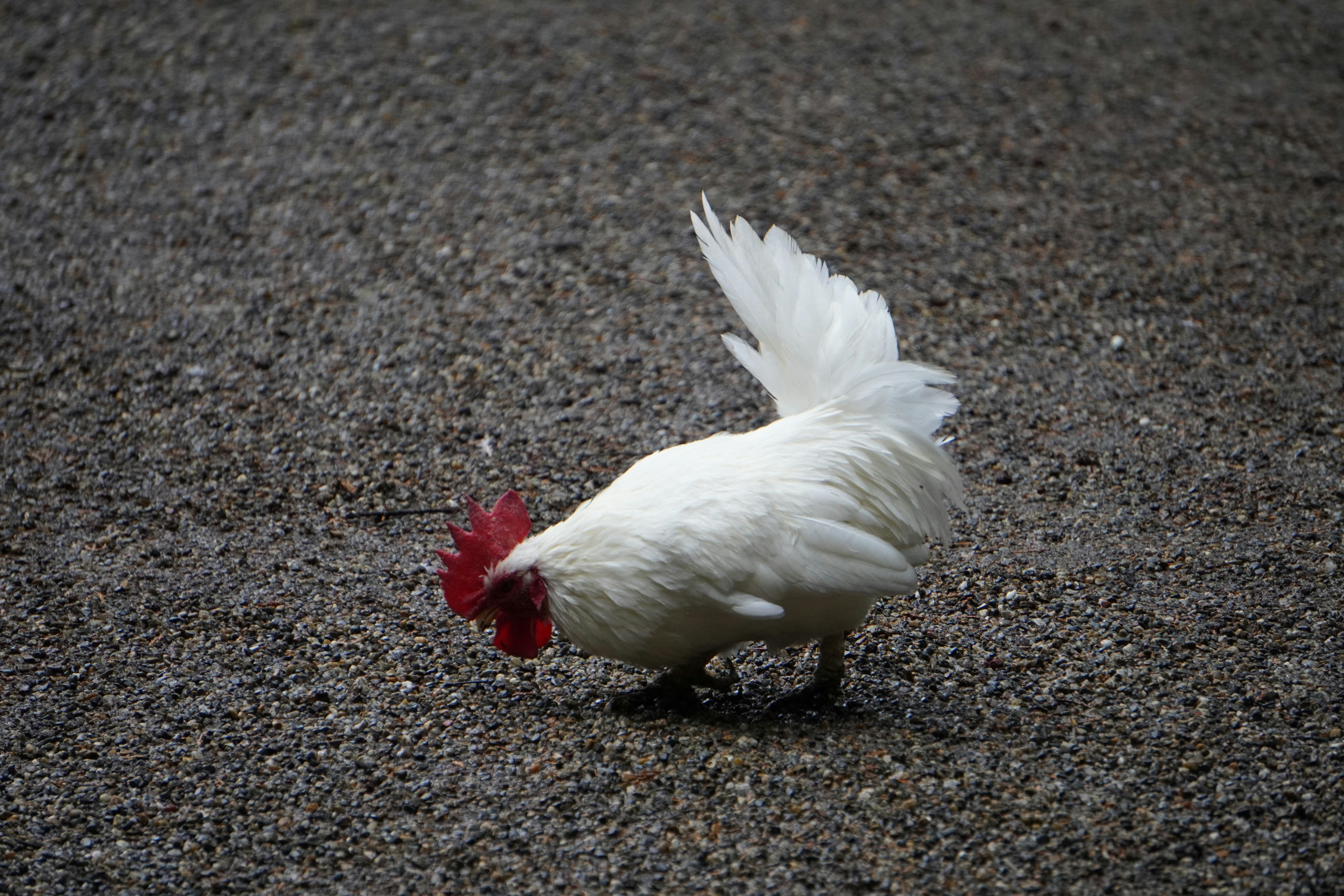 Photo by Kouki Murata with Sony Alpha 6400