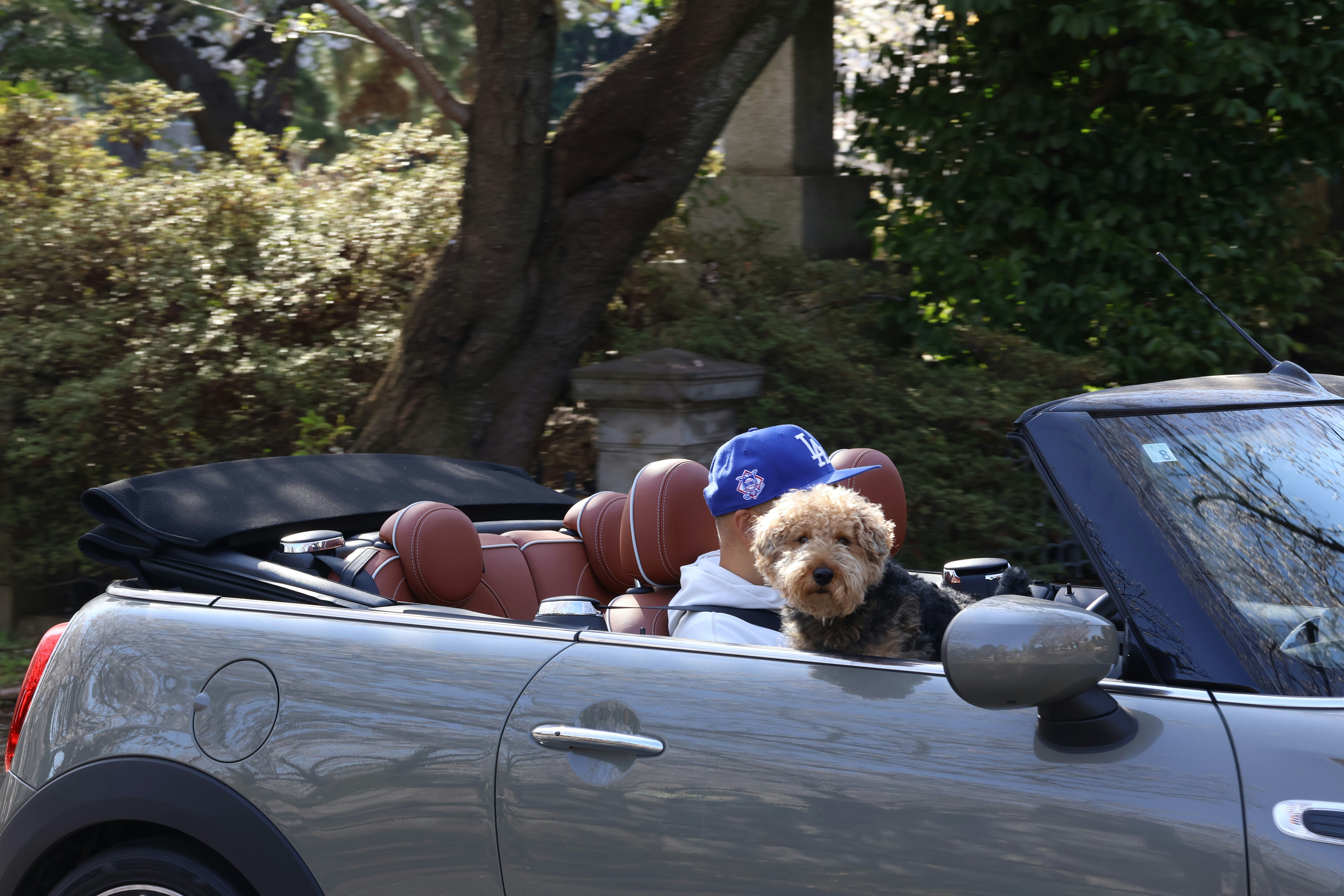 A dog peeks out of a car on a drive through the cemetery.