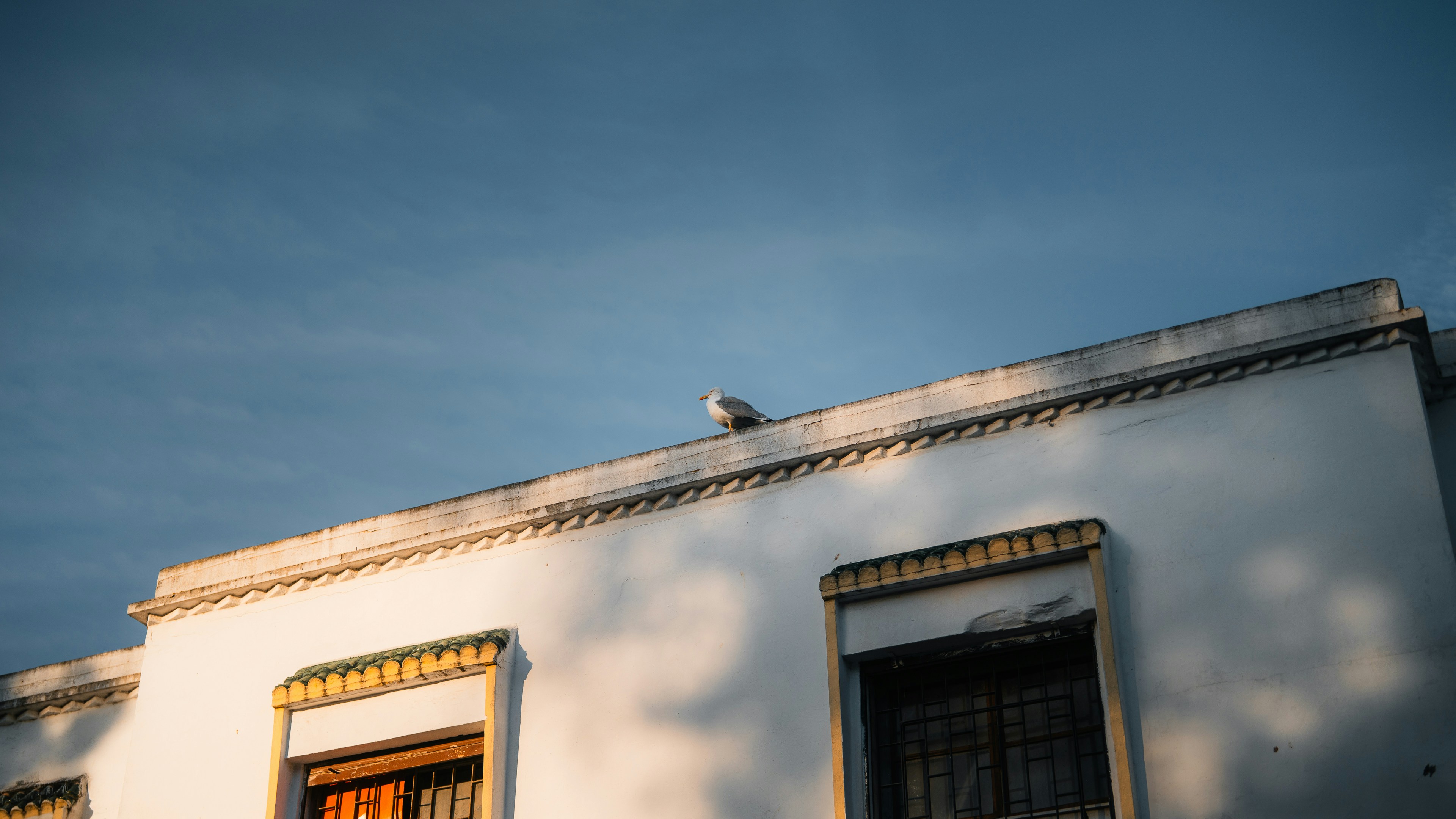 Bird Silhouette Over a Quiet Facade
