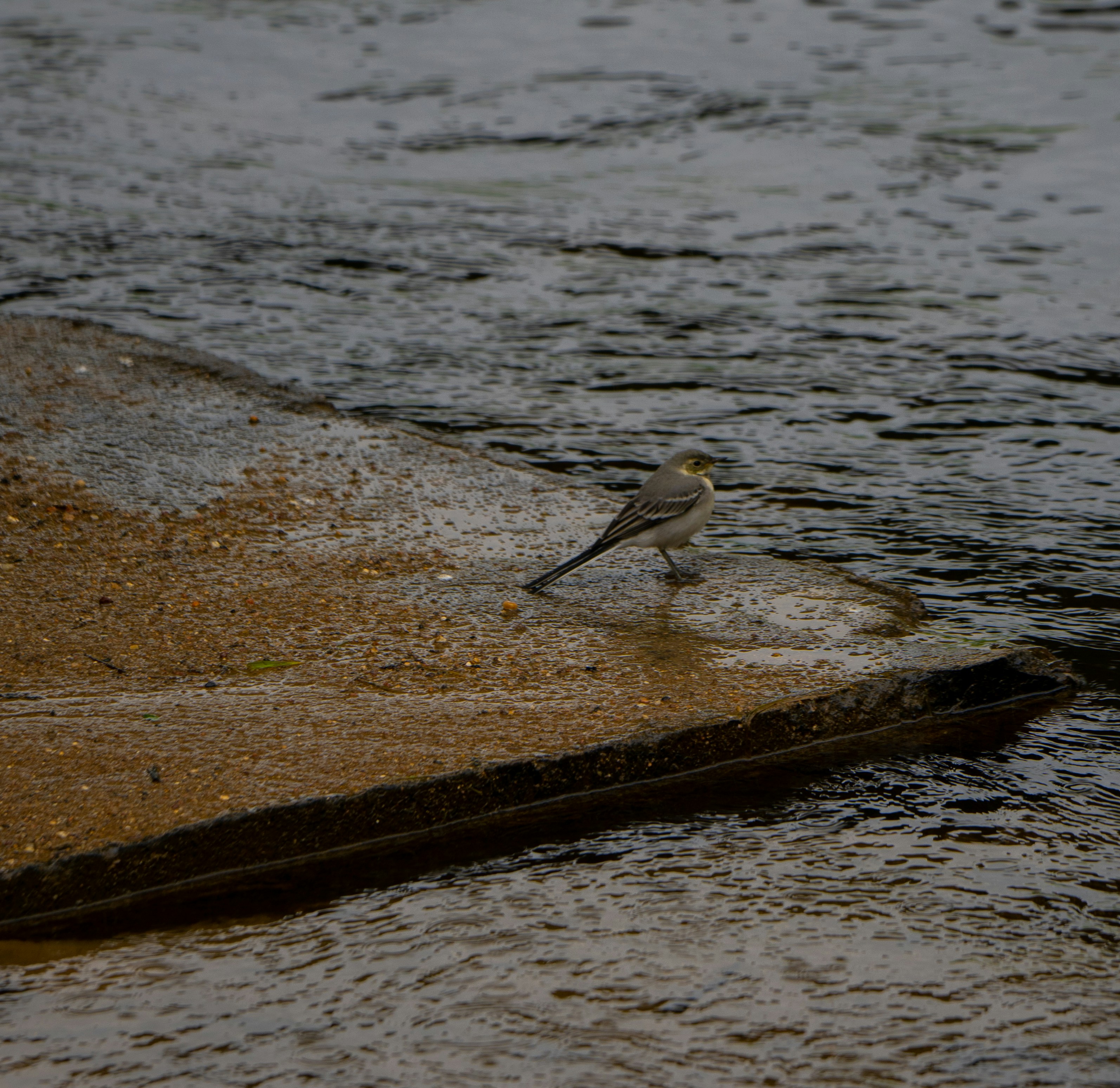 A small bird stands on a rocky shoreline, partially submerged in shimmering water, surrounded by a tranquil natural setting.