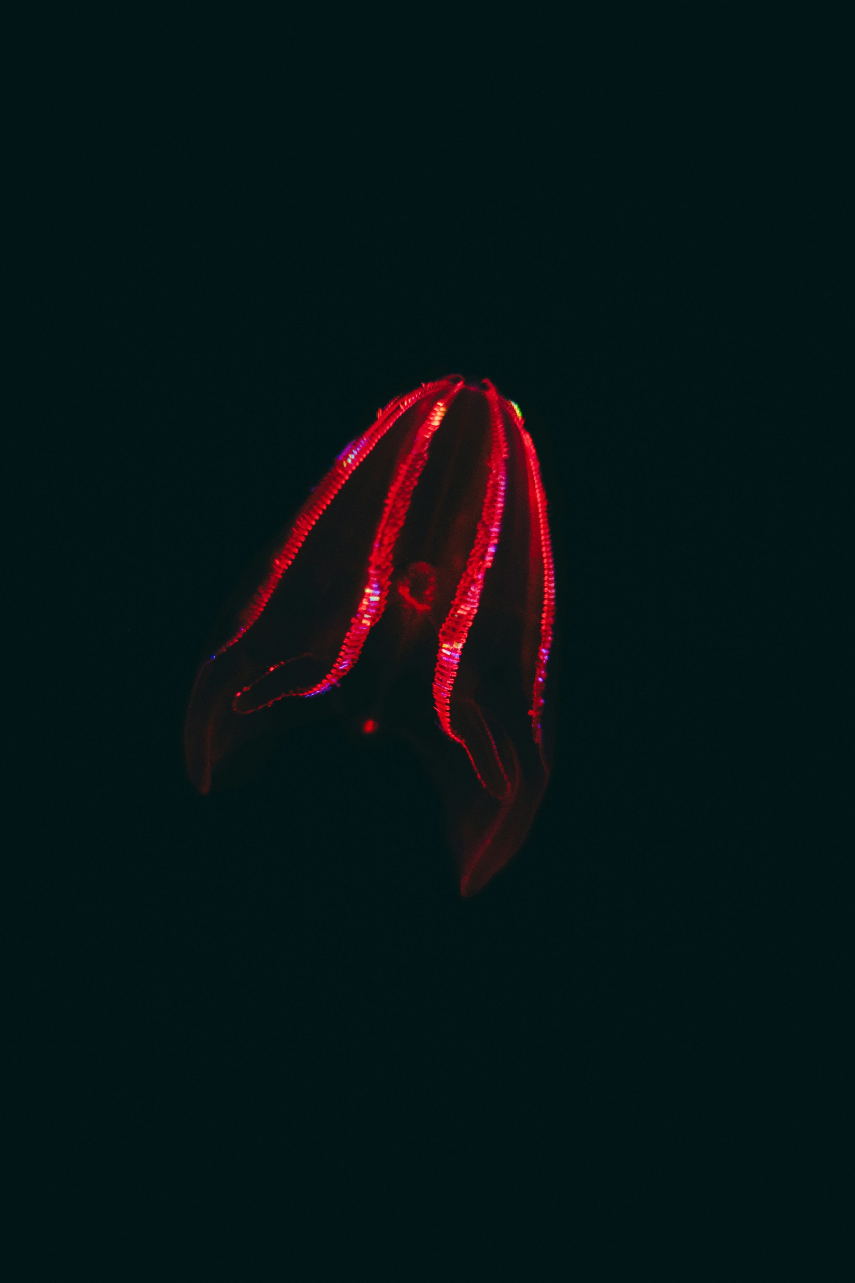 Bioluminescent Dance of the Deep
