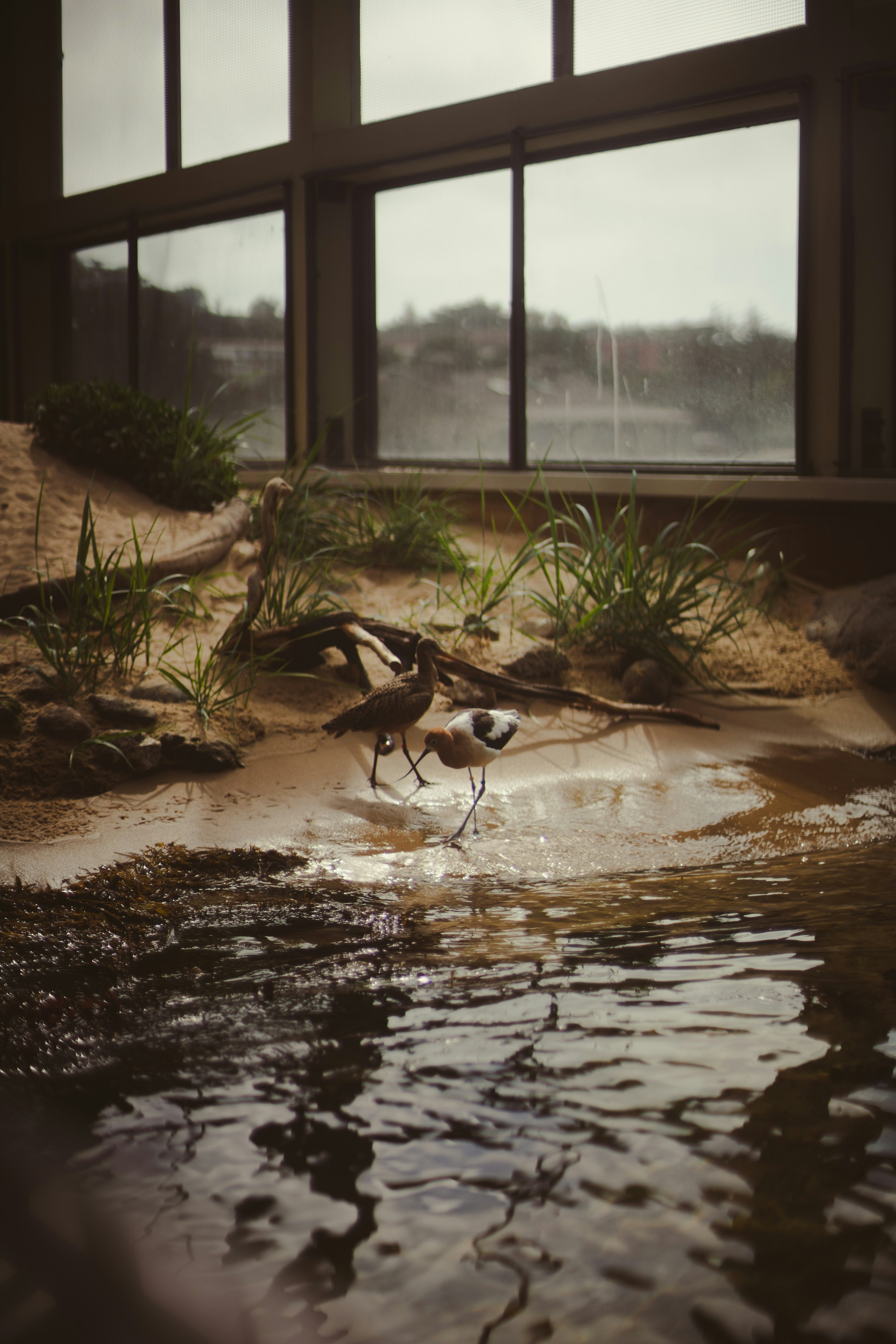 Urban Oasis: Shorebirds on a Wet Indoor Stage