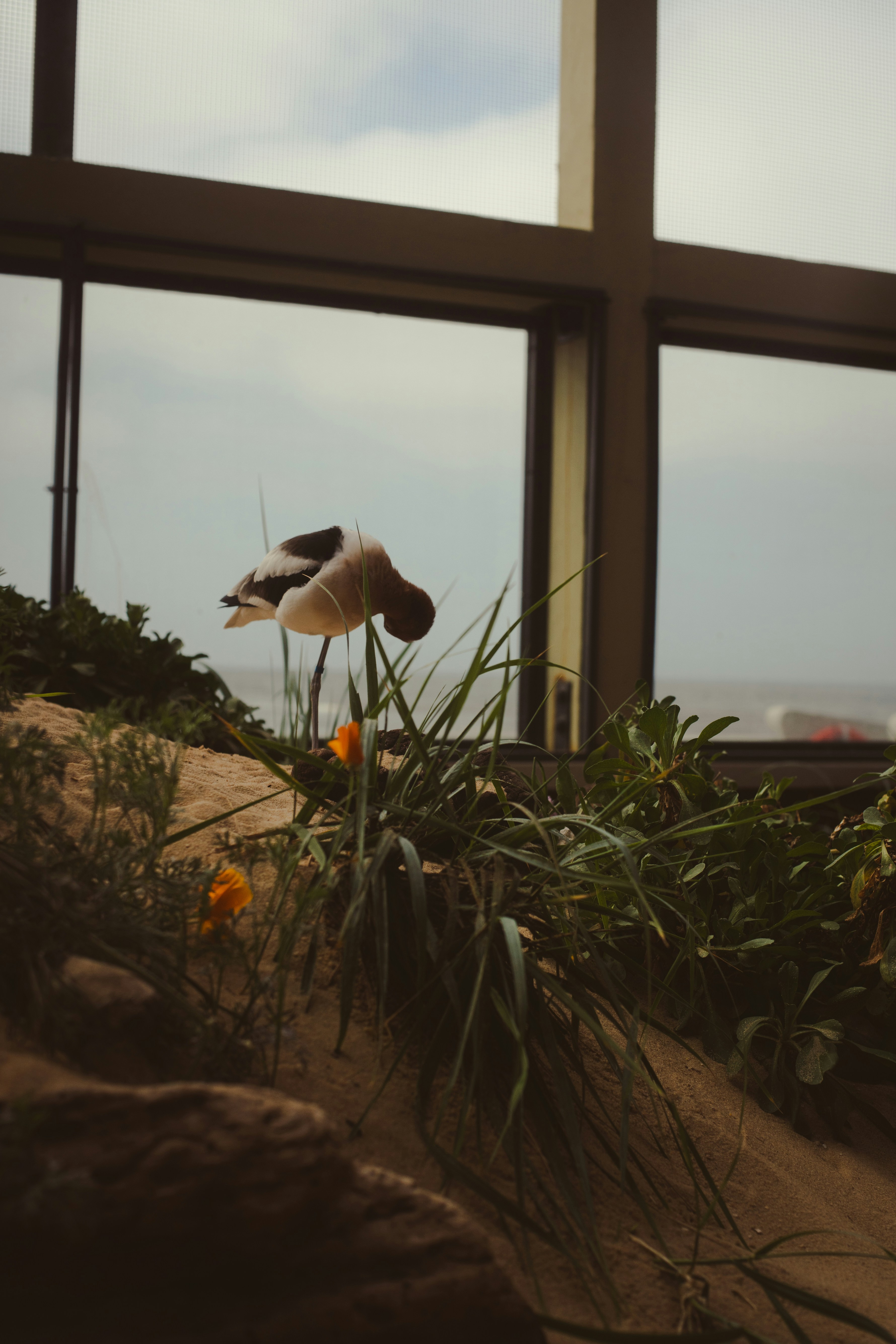 Feathered Silhouette by the Glass: A Bird in an Indoor Garden