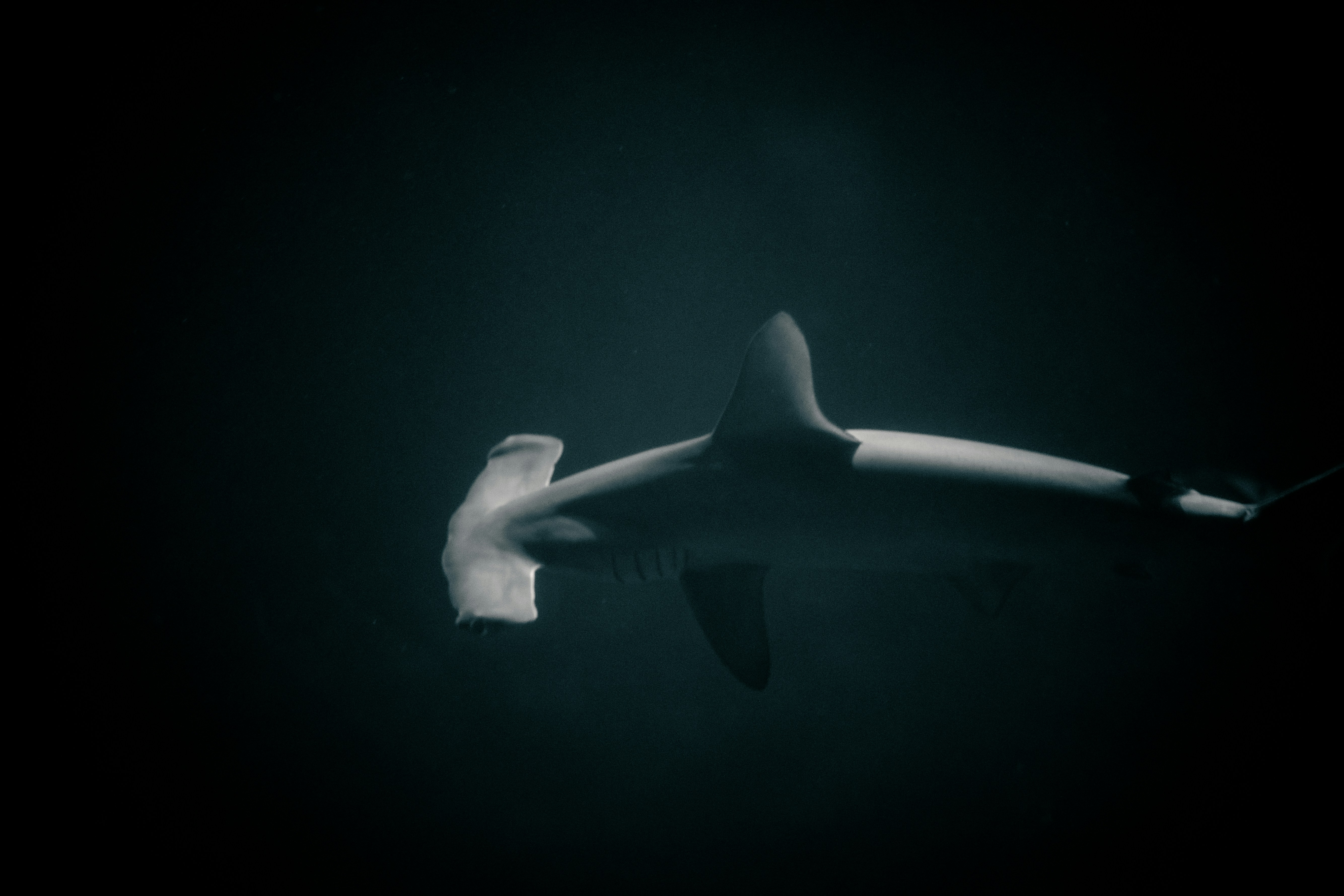 Silent Hunter of the Deep