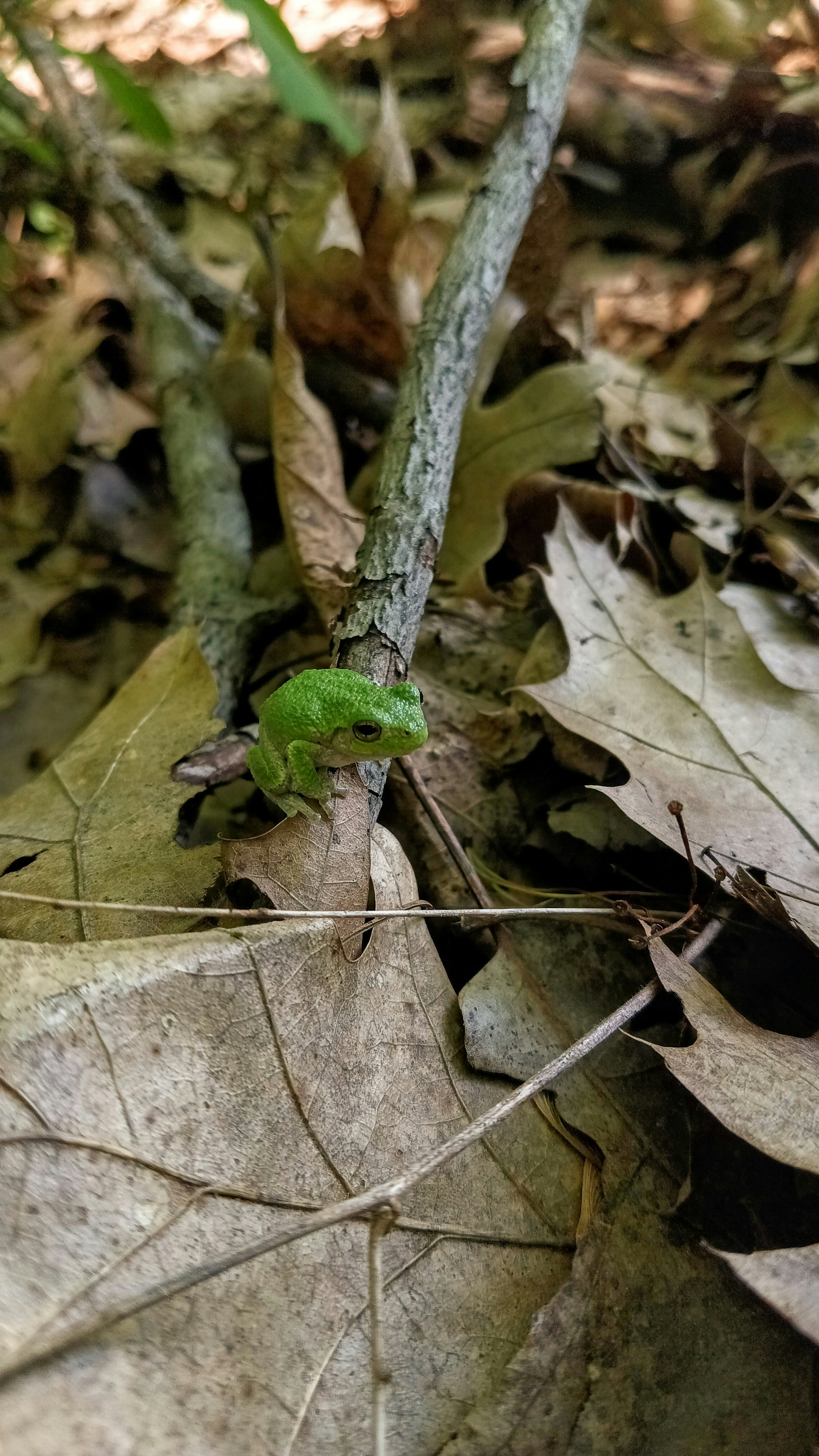 A green frog perched amongst leaves.