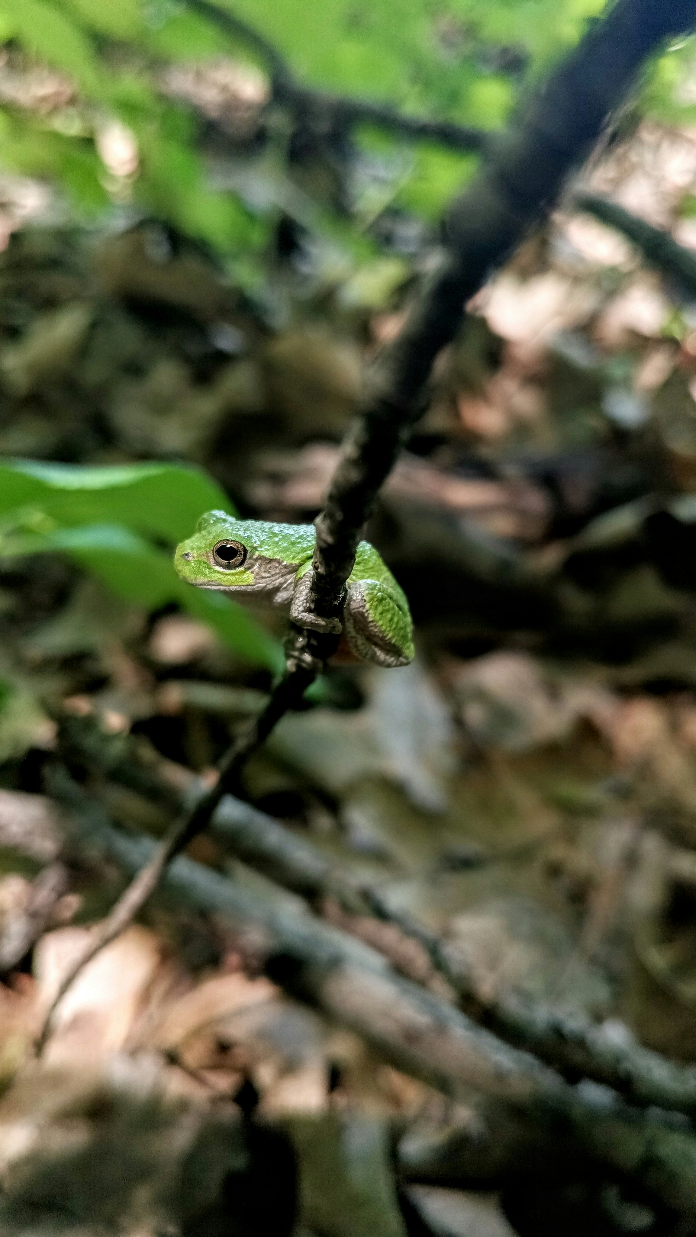 Sample photo from T-Mobile REVVL 6x