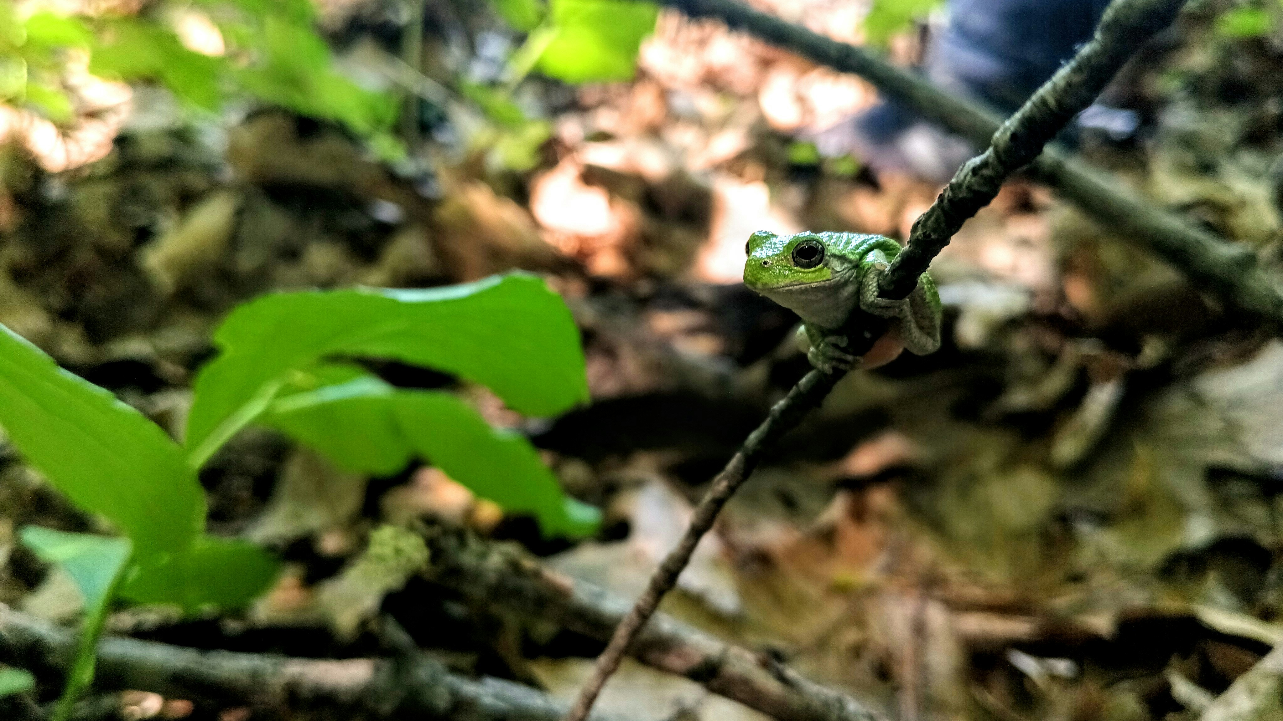 A small frog perches on a branch.