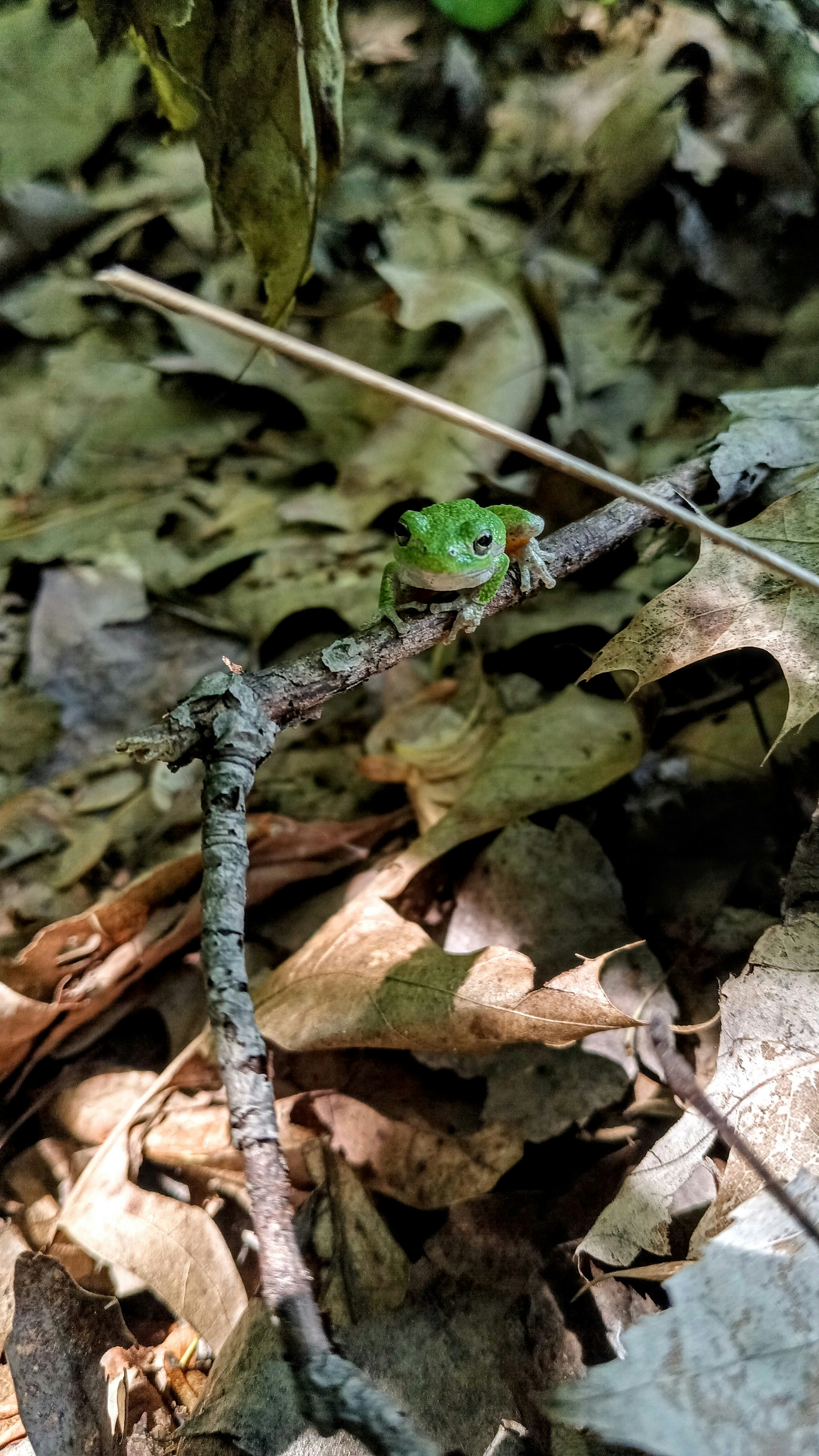 A green frog perches on a small branch.