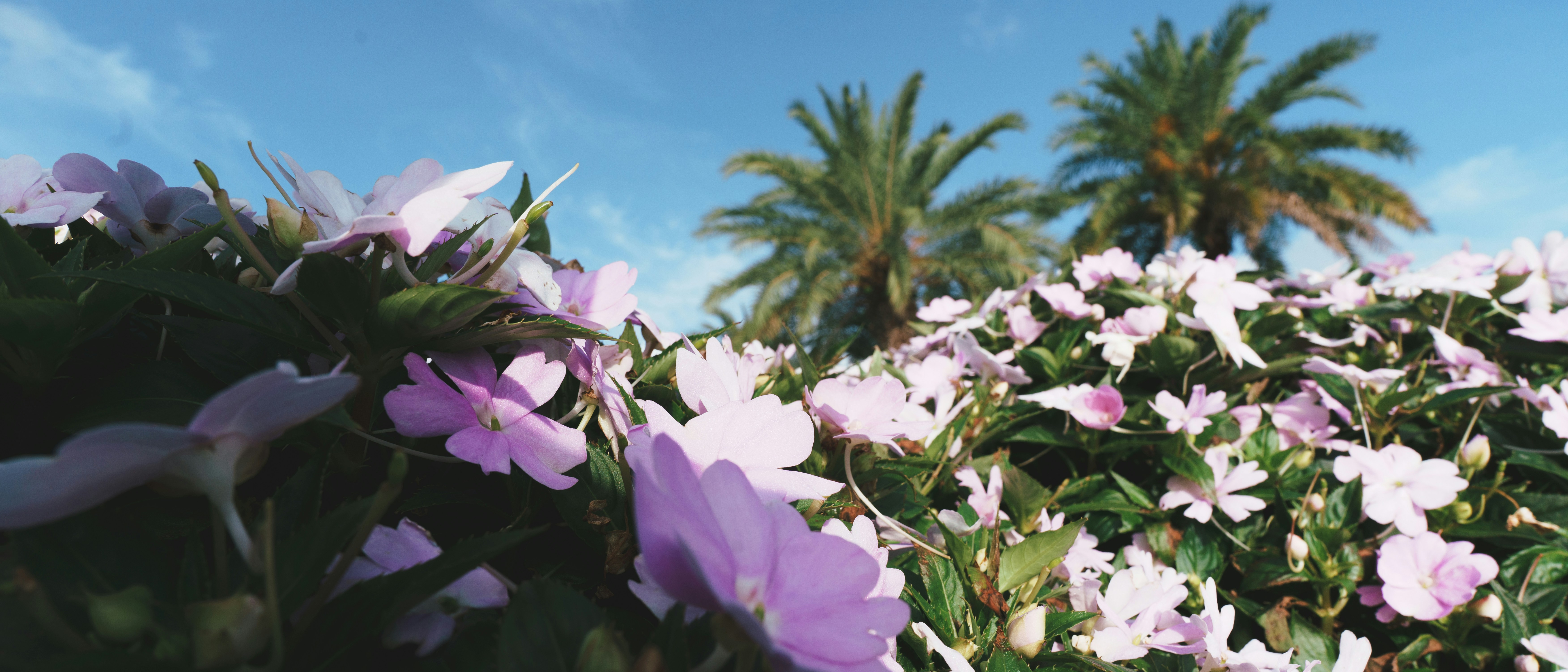 Blooming Border with Ocean Sky