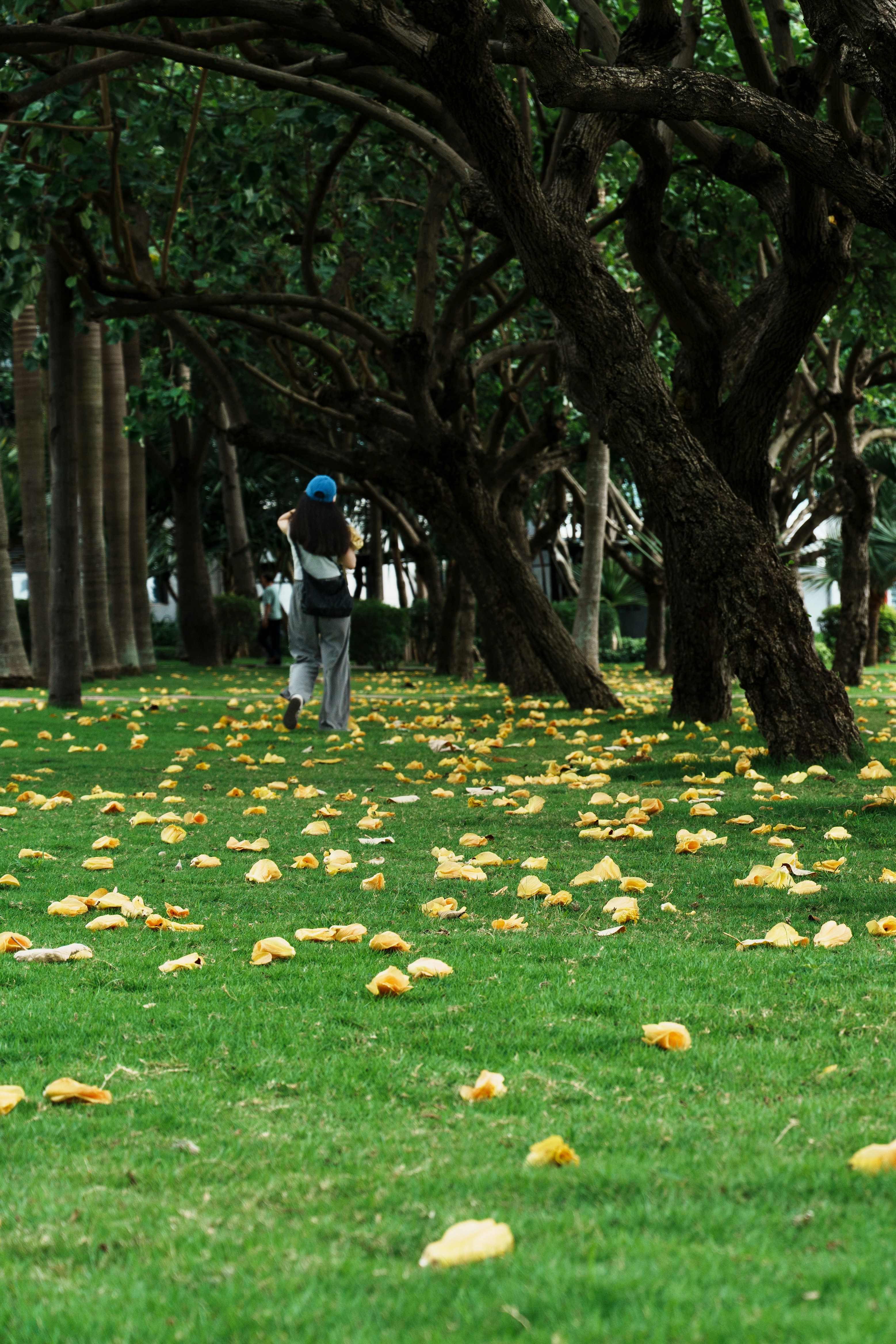 Golden Leaves on a Green Pathway under Winding Branches