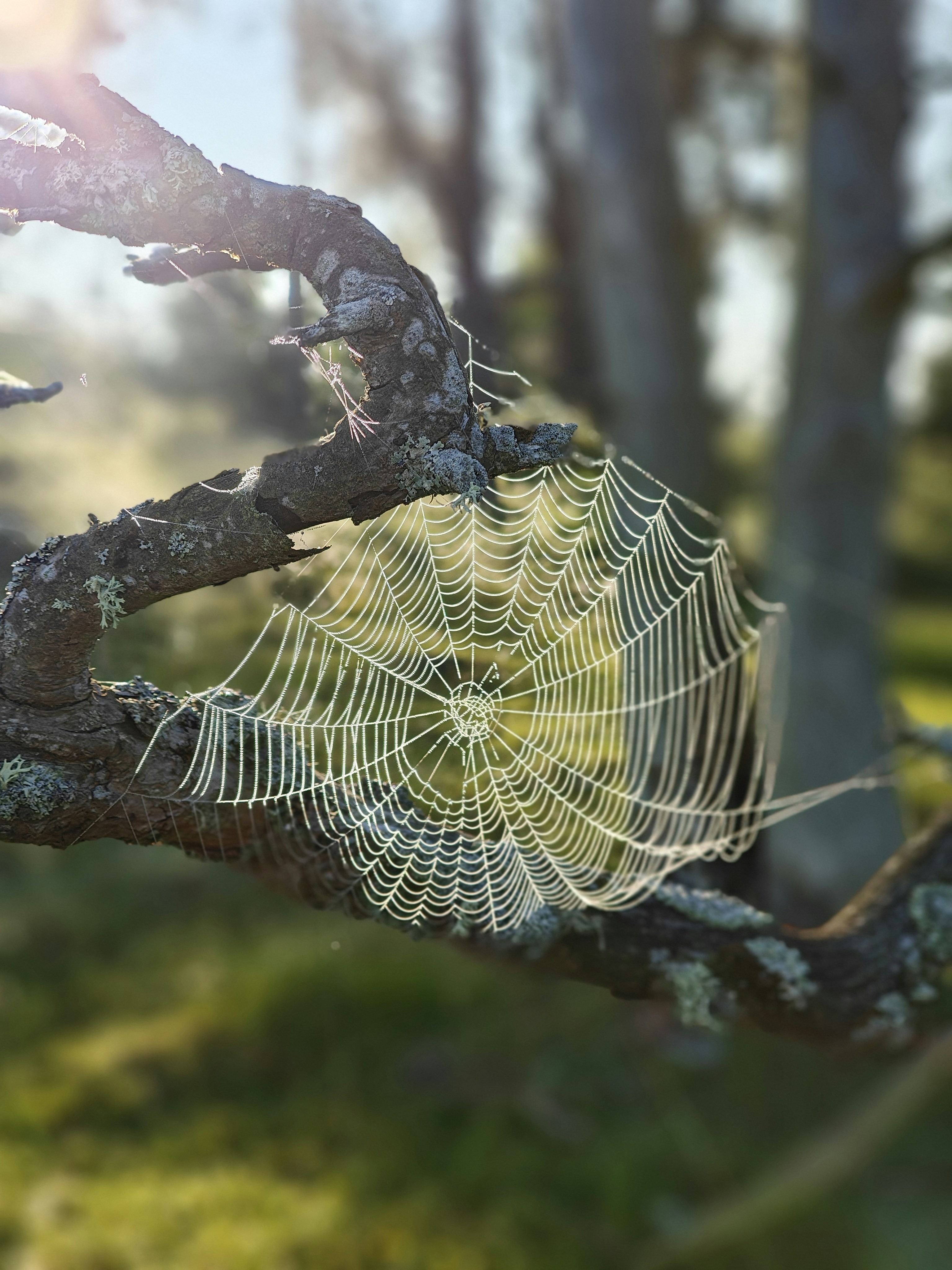 Delicate spider web glistening in the sunlight, intricately woven on a moss-covered branch. The background features blurred greenery, enhancing the web's details.