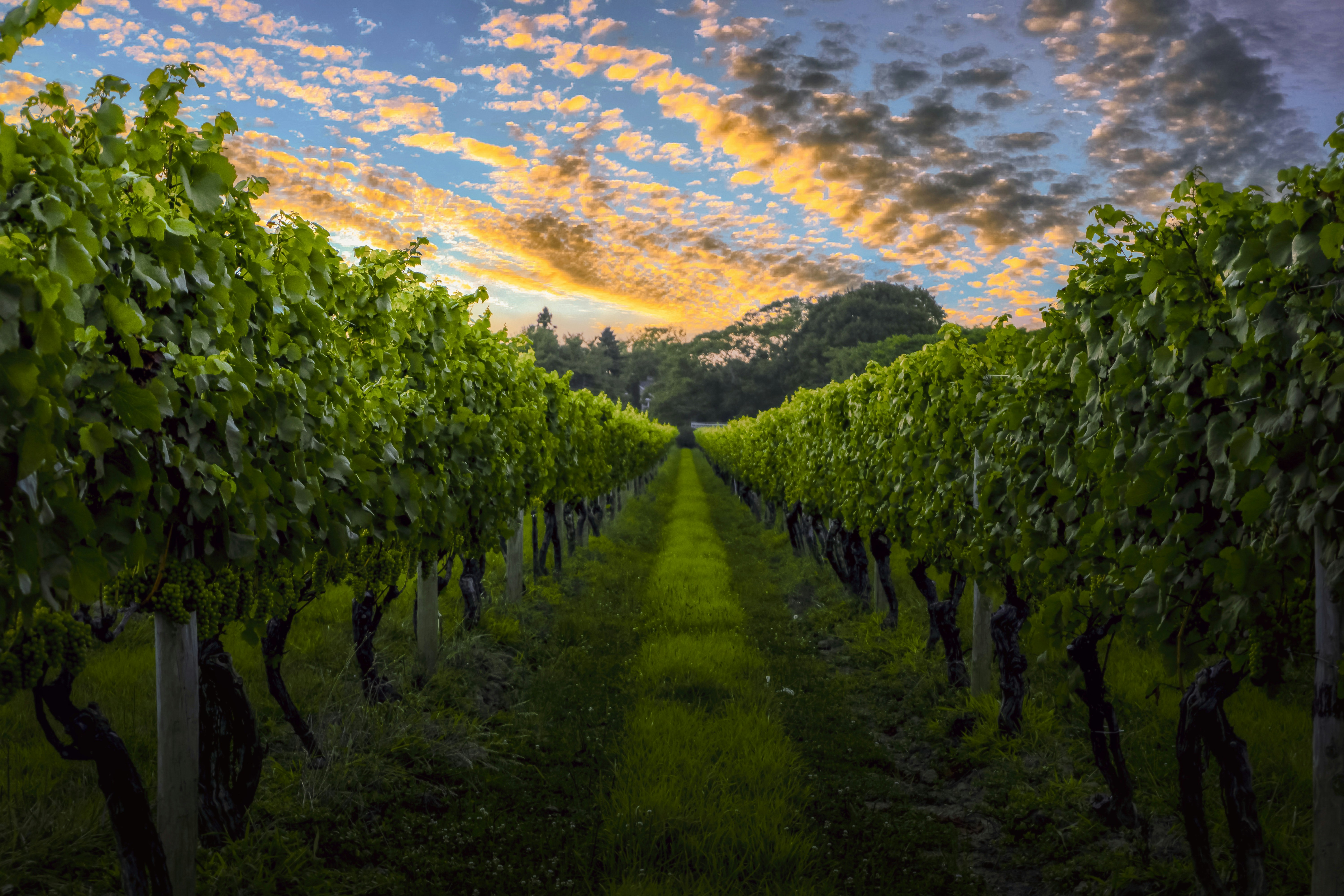 Vineyard at sunset. | Vineyard rows lead to a stunning sunset.