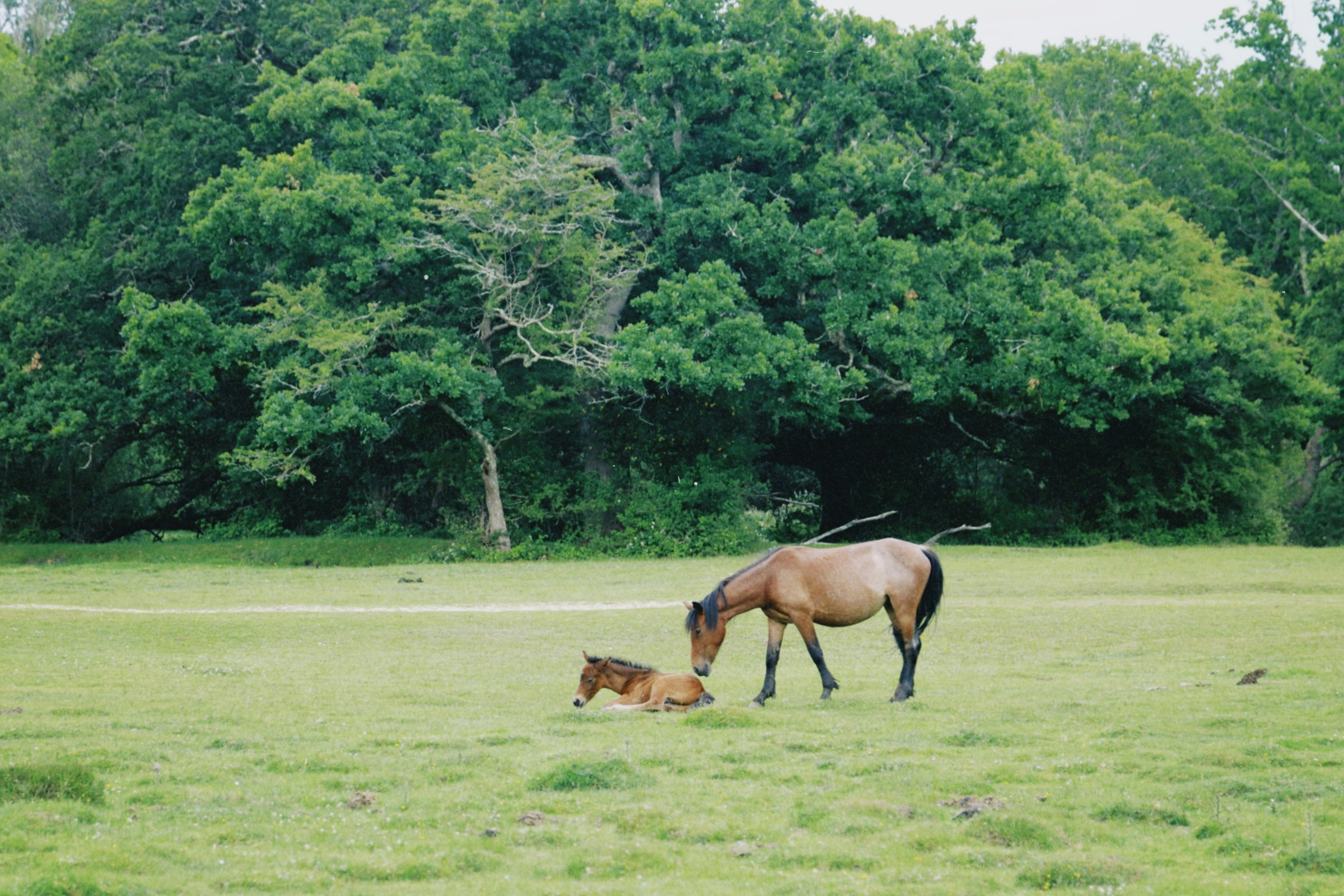 Gentle Partners: A Brown Stallion and Foal Resting in a Sunlit Meadow